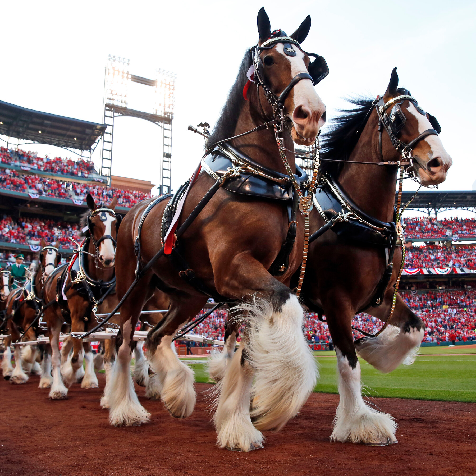 Clydesdale Horses Wallpapers - Wallpaper Cave