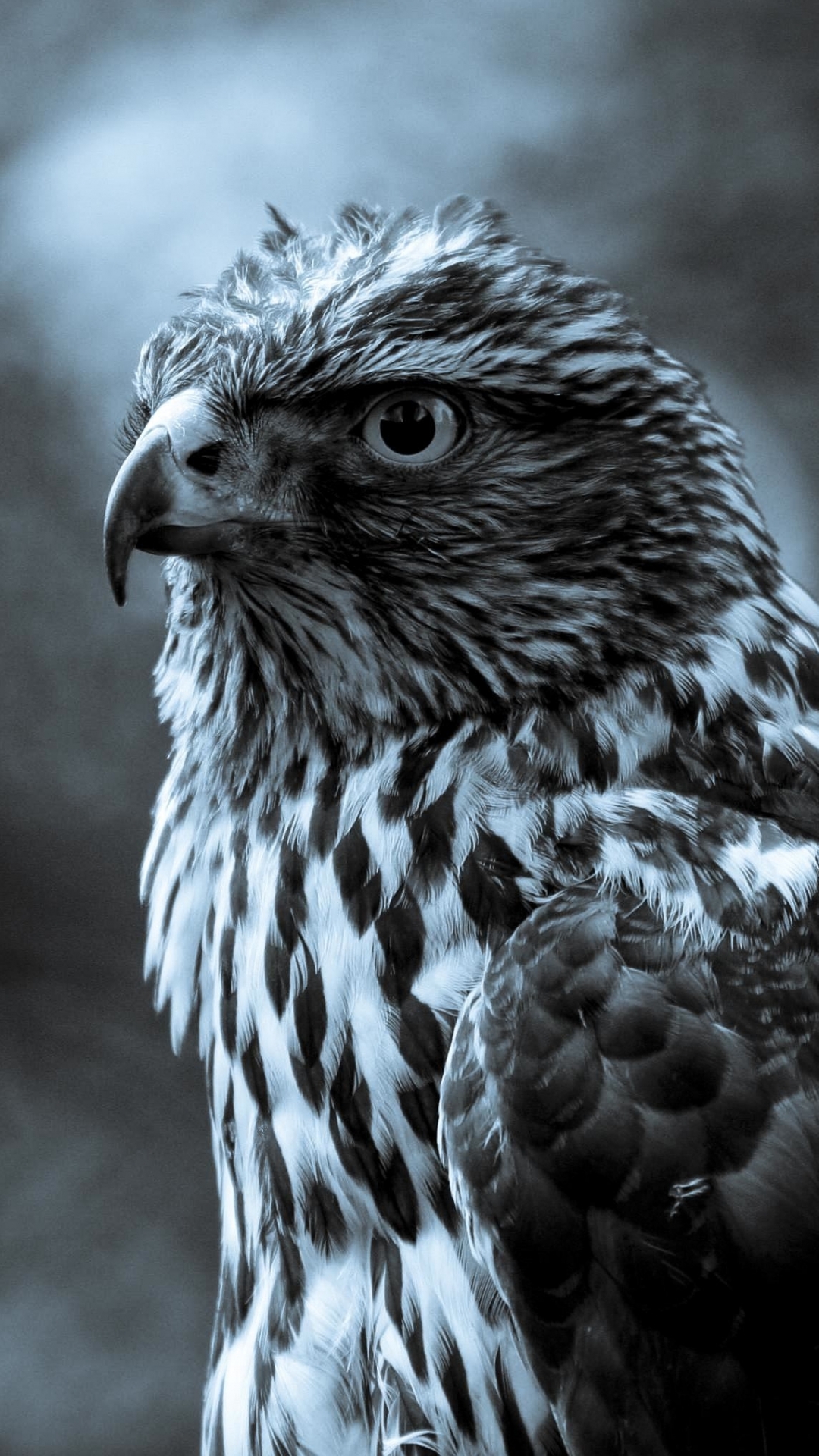 Falcon Mobile Wallpapers - Wallpaper Cave