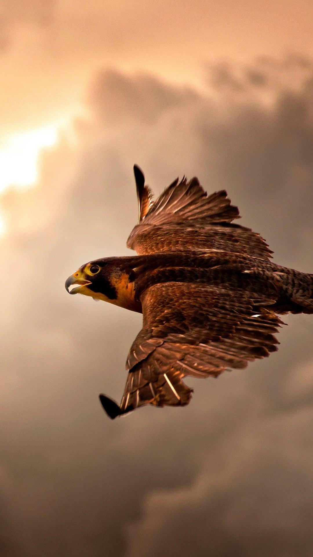 Falcon Mobile Wallpapers - Wallpaper Cave