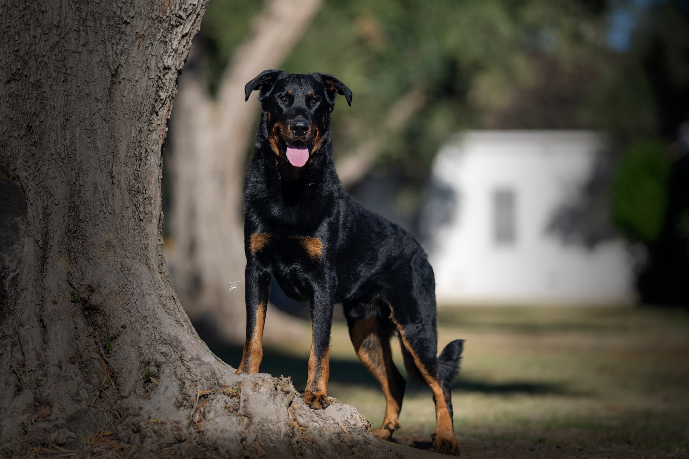 Beauceron Wallpapers - Wallpaper Cave