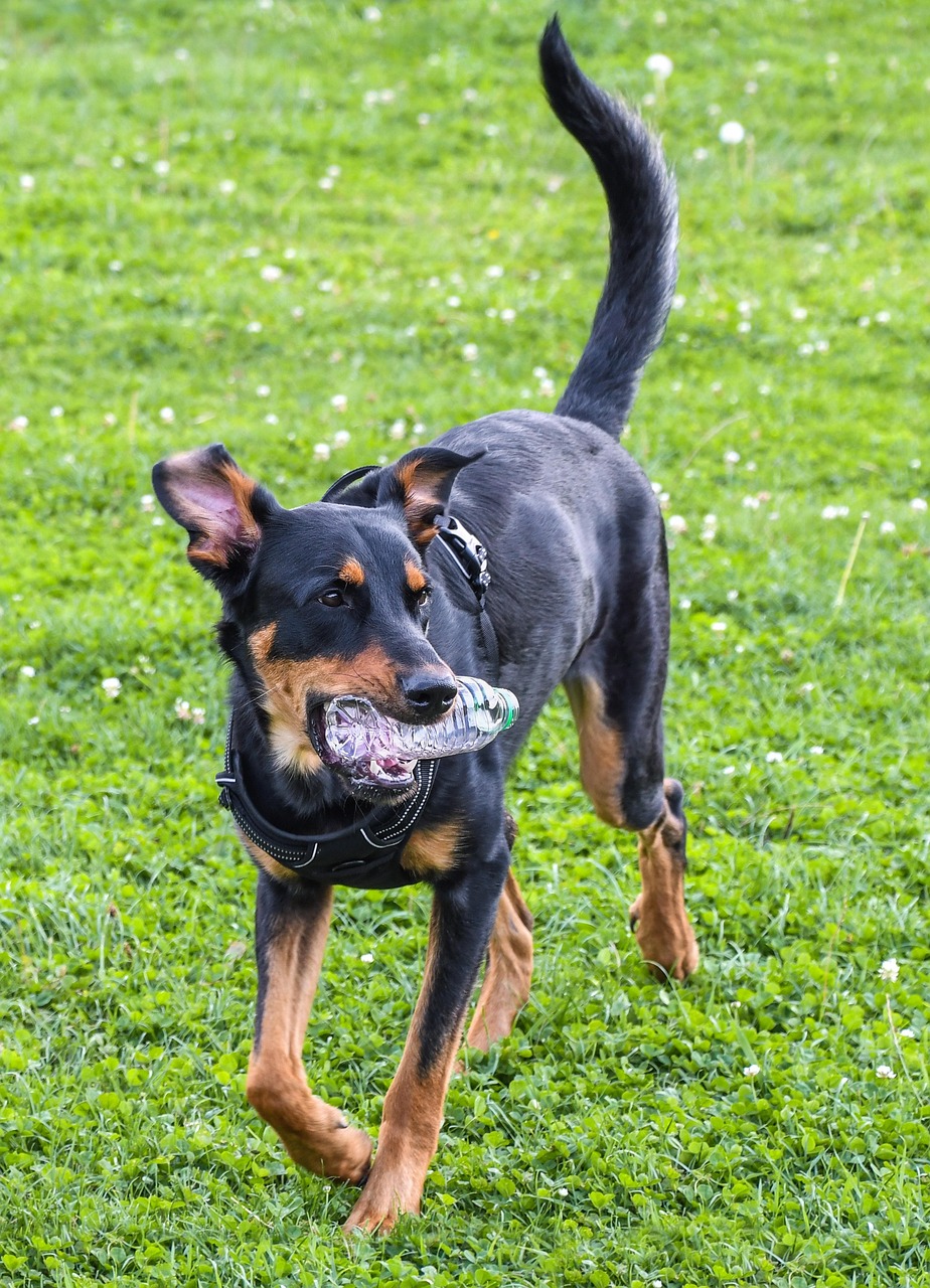 Beauceron Wallpapers - Wallpaper Cave