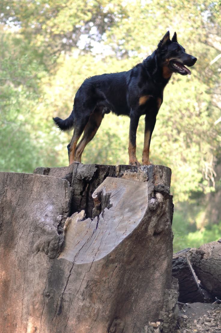 Beauceron Wallpapers - Wallpaper Cave
