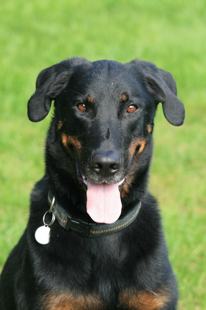 Beauceron Wallpapers - Wallpaper Cave