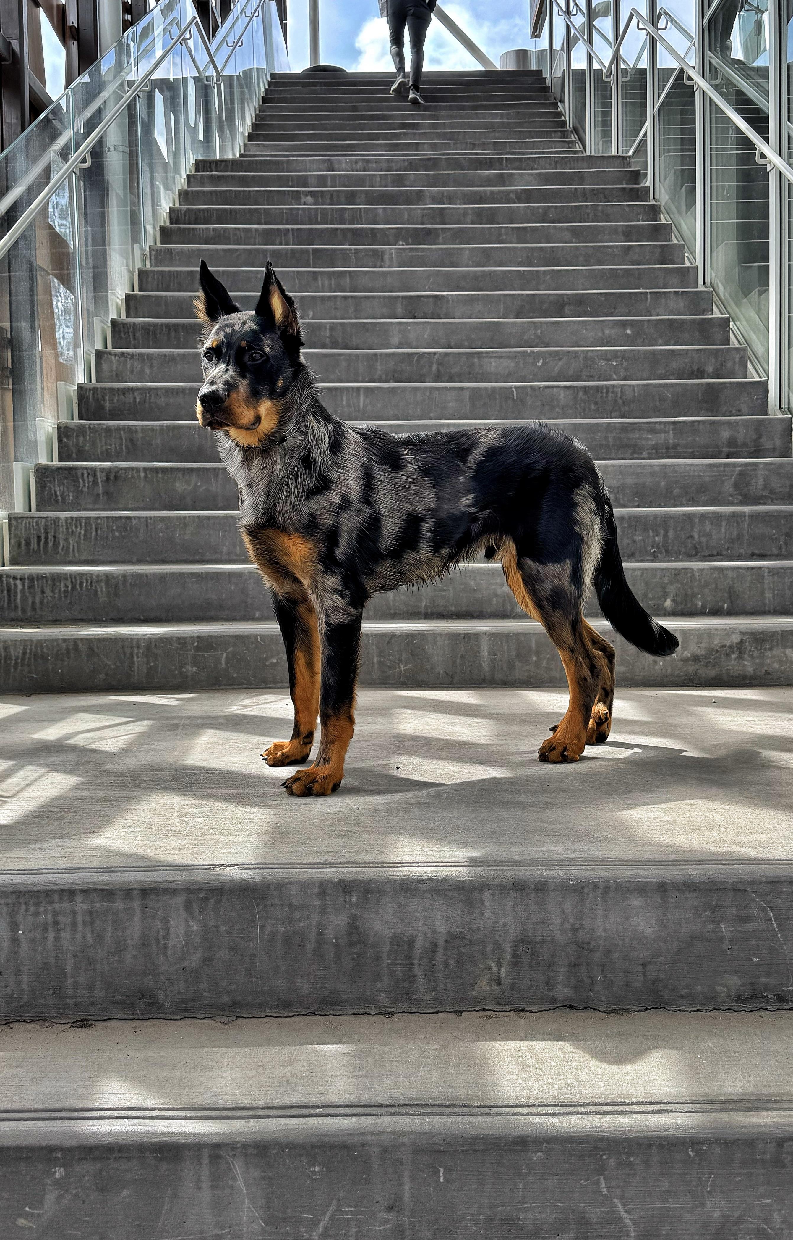 Beauceron Wallpapers - Wallpaper Cave