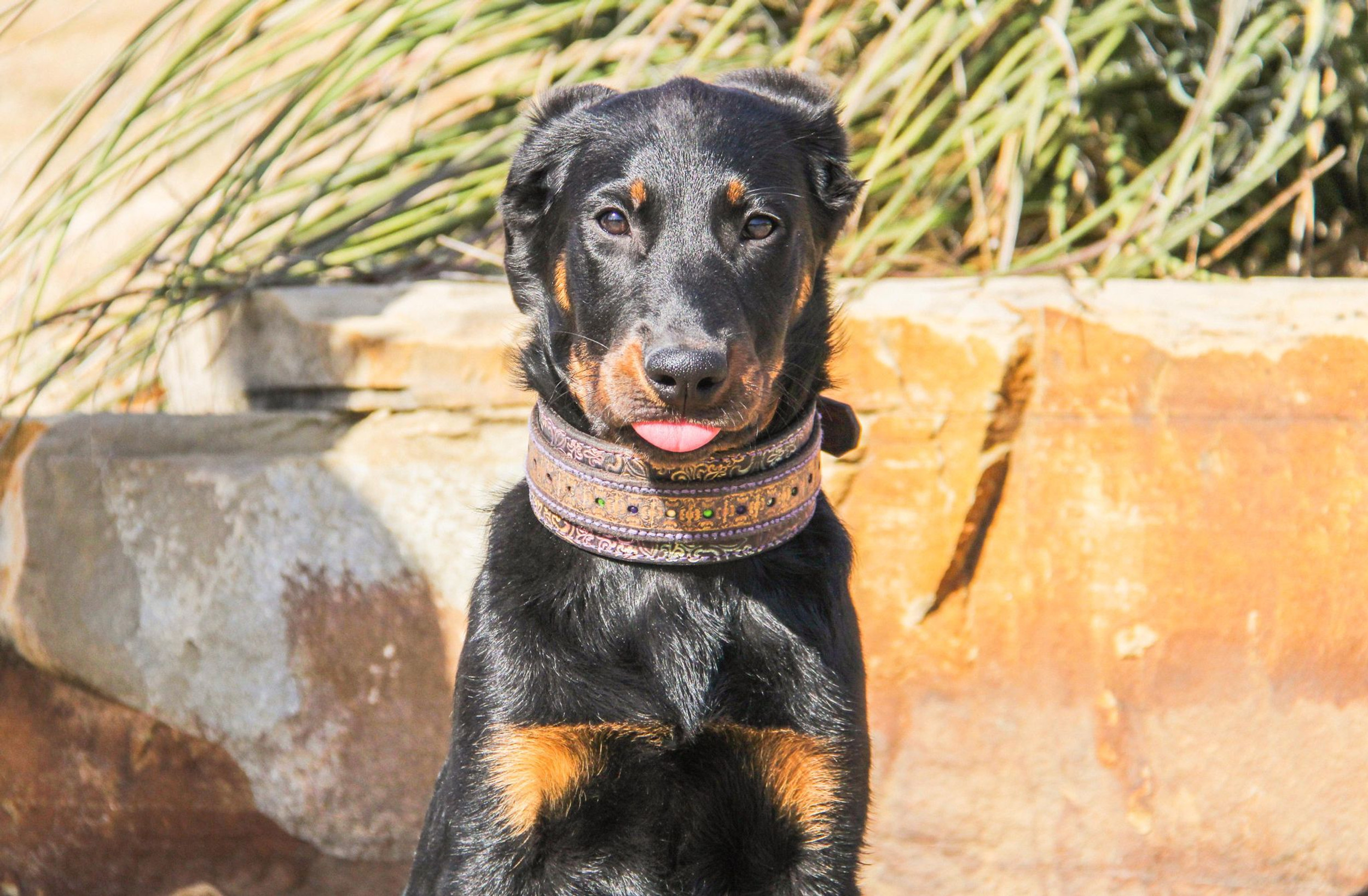 Beauceron Wallpapers - Wallpaper Cave