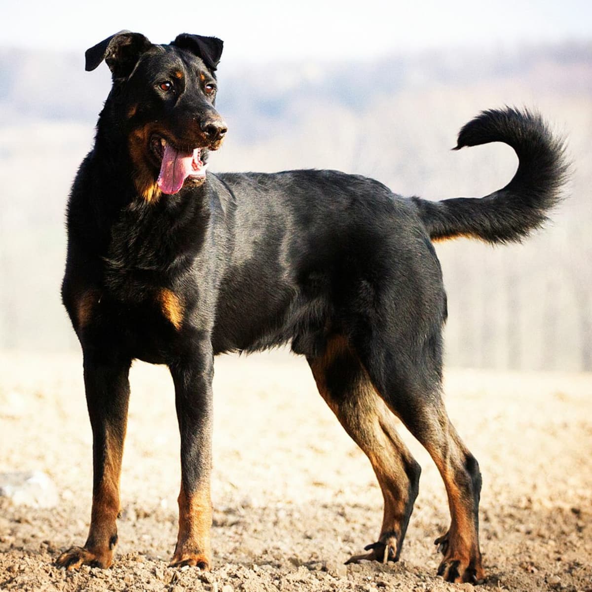 Beauceron Wallpapers - Wallpaper Cave