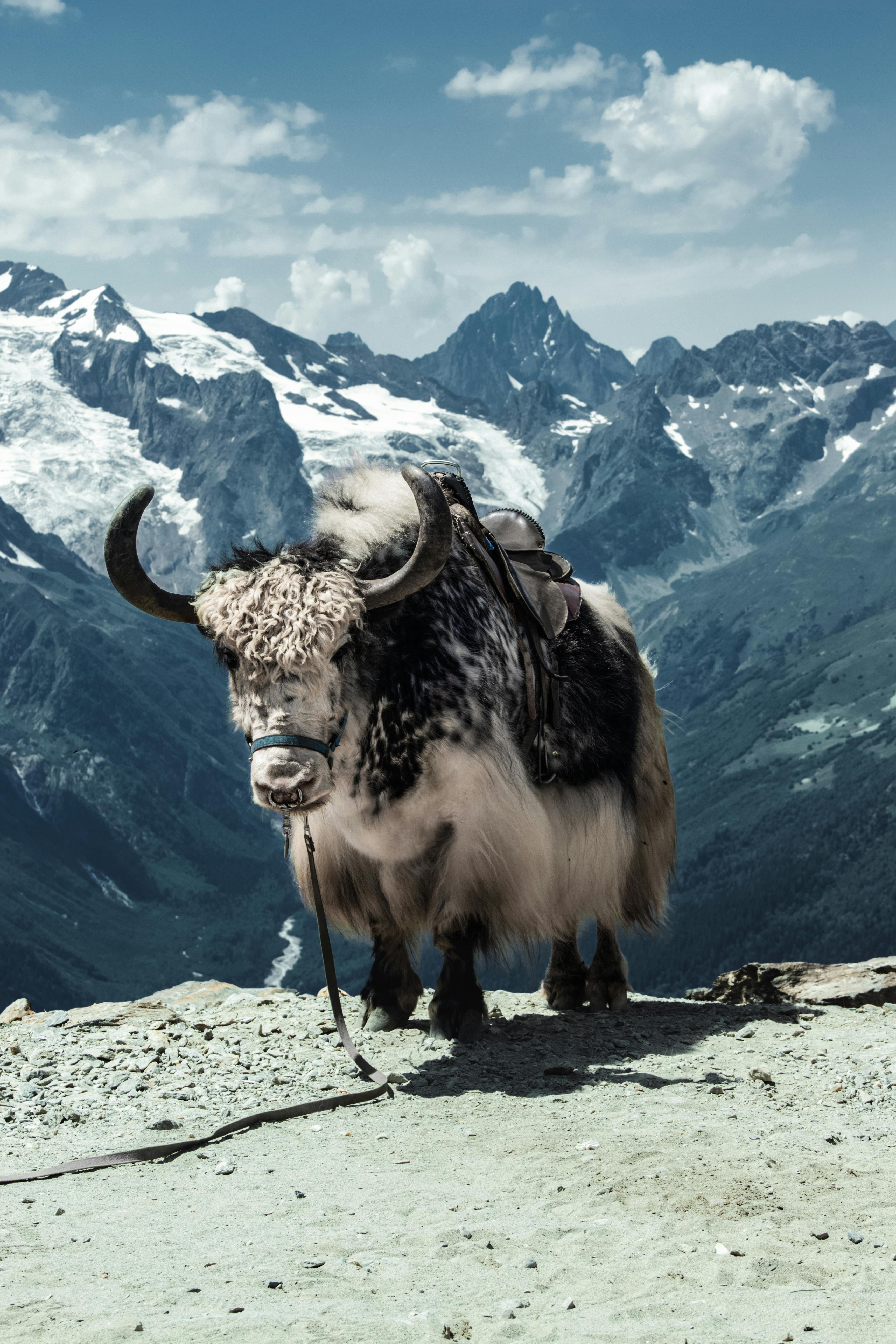 Yak Wallpapers - Wallpaper Cave
