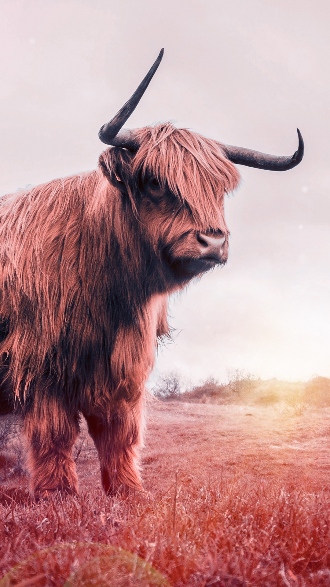 Yak Wallpapers - Wallpaper Cave