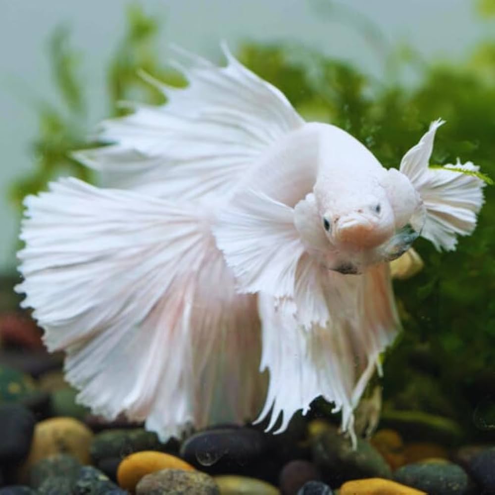 White Betta Fish Wallpapers - Wallpaper Cave