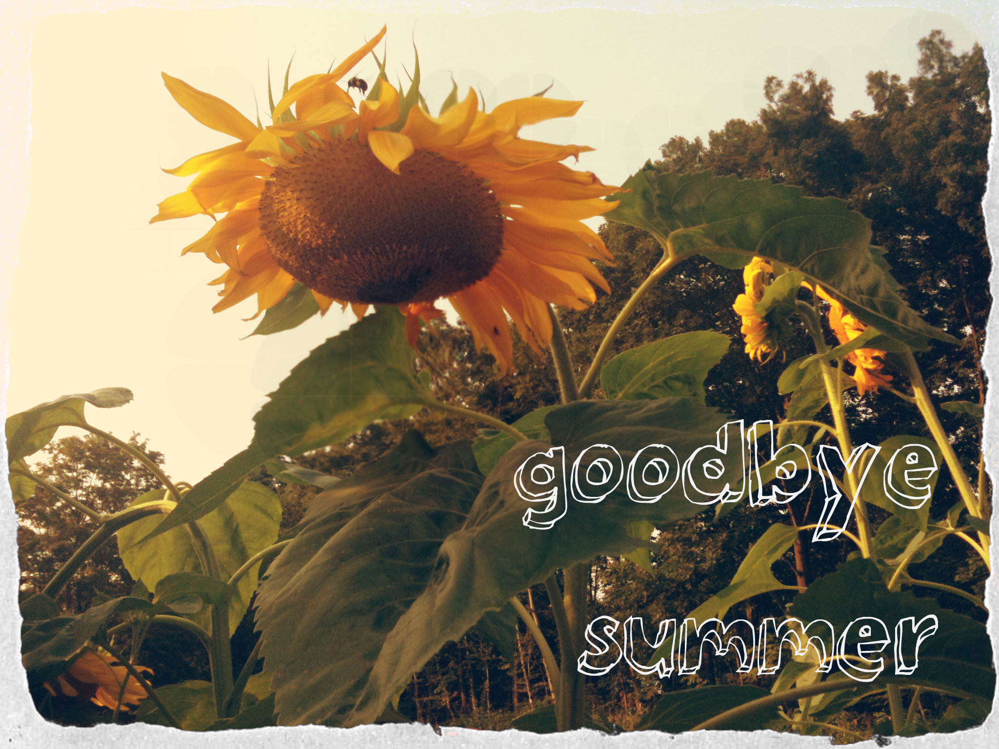 Summer Good Bye Wallpapers - Wallpaper Cave