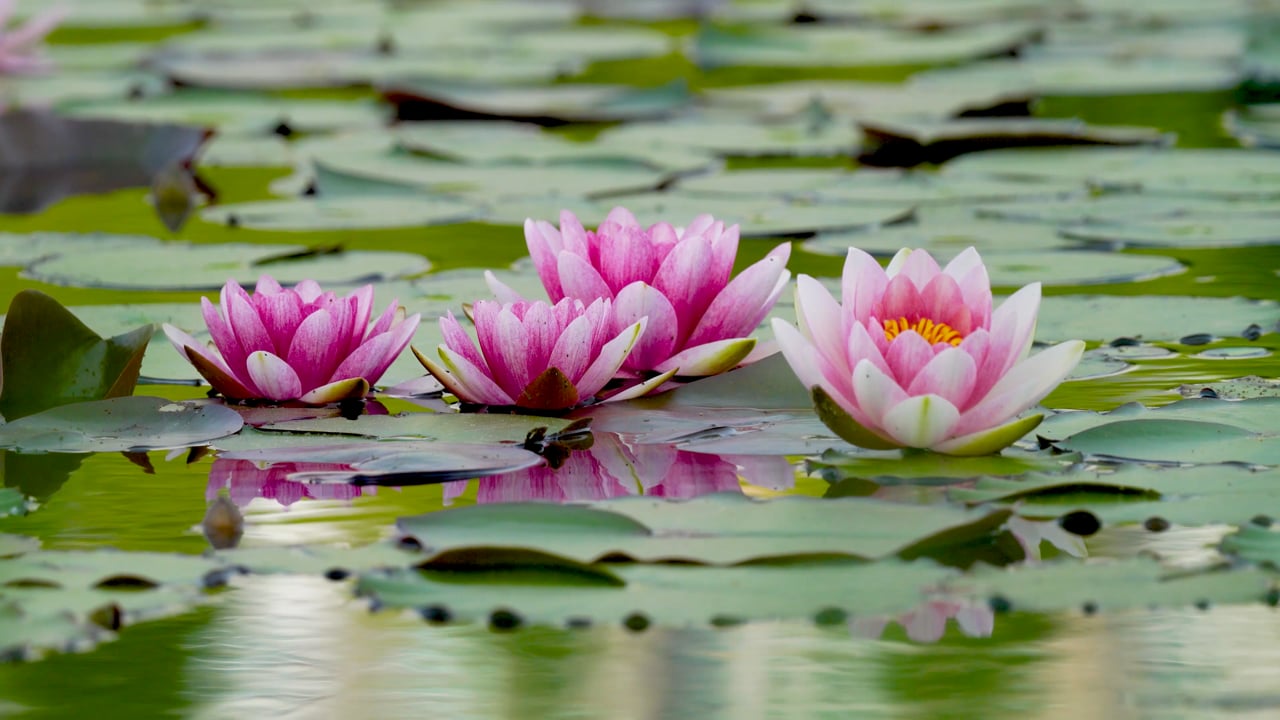 Flower In Water Wallpapers - Wallpaper Cave