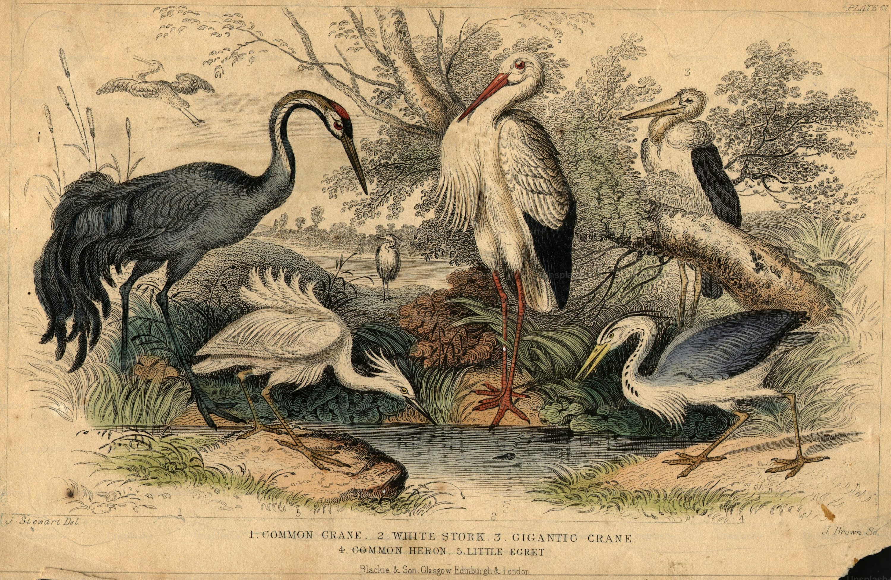 Natural History Wallpapers - Wallpaper Cave