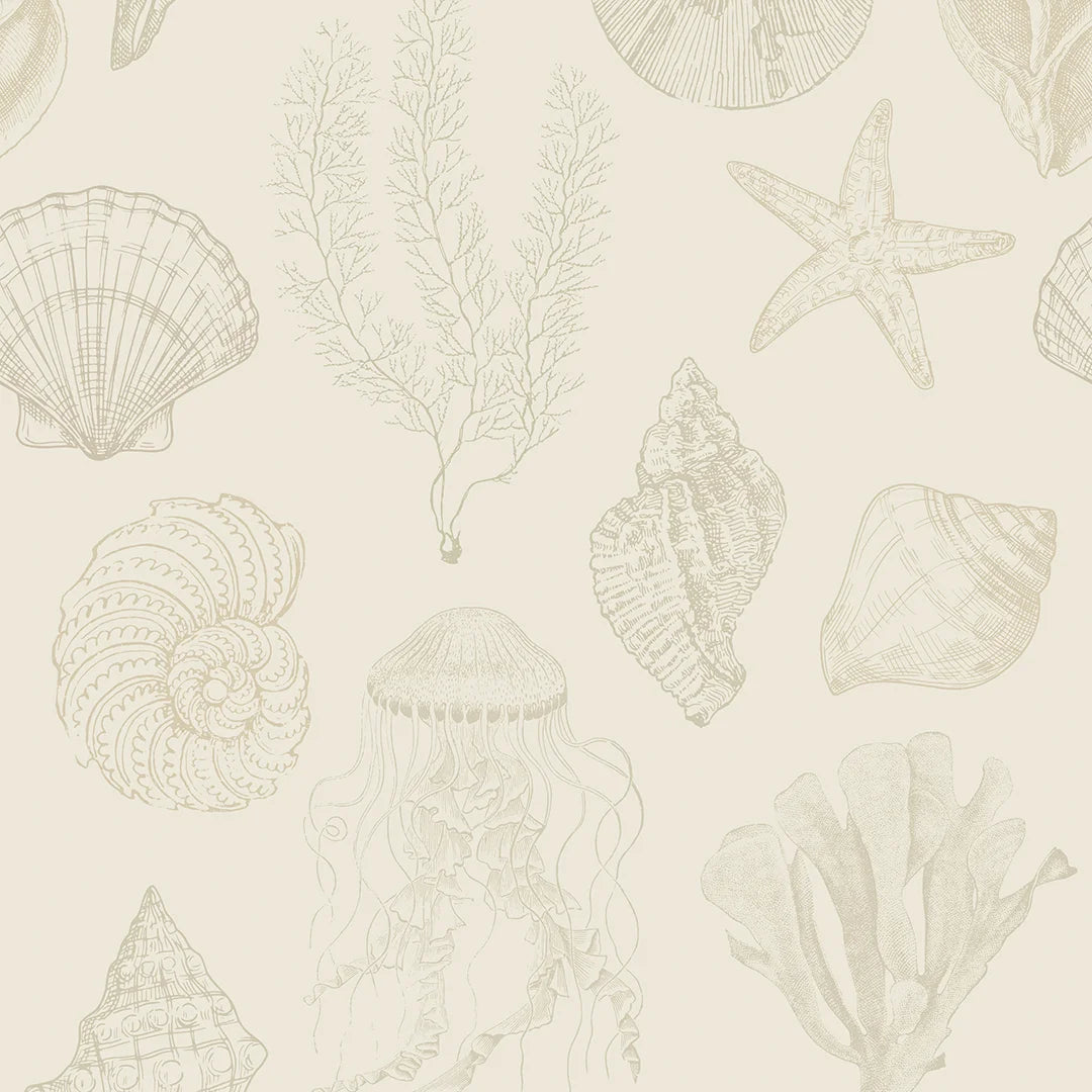 Aesthetic Seashells Wallpapers - Wallpaper Cave