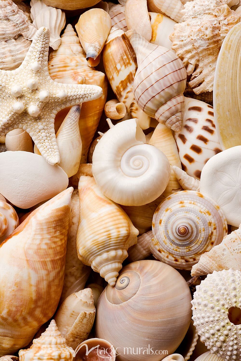 Aesthetic Seashells Wallpapers - Wallpaper Cave