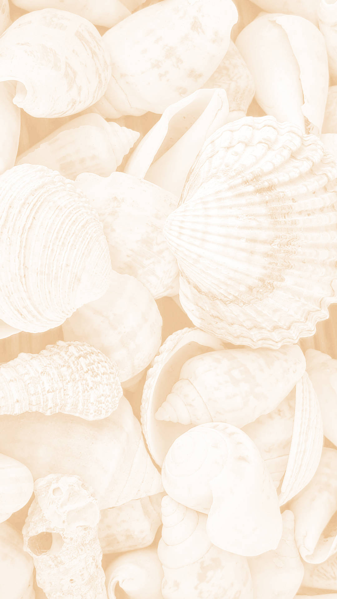 Aesthetic Seashells Wallpapers - Wallpaper Cave