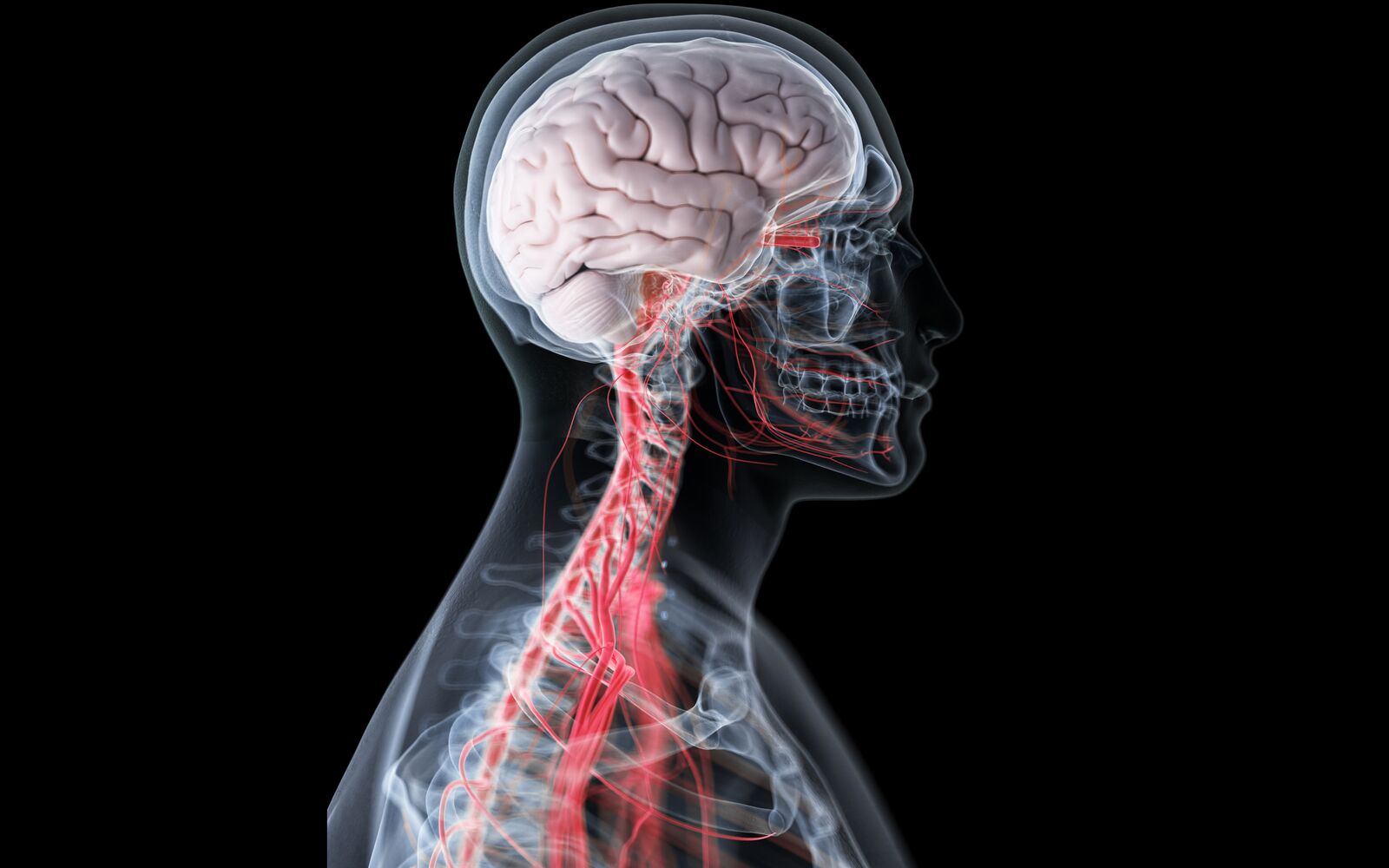 Neuroscience Computer Wallpapers - Wallpaper Cave