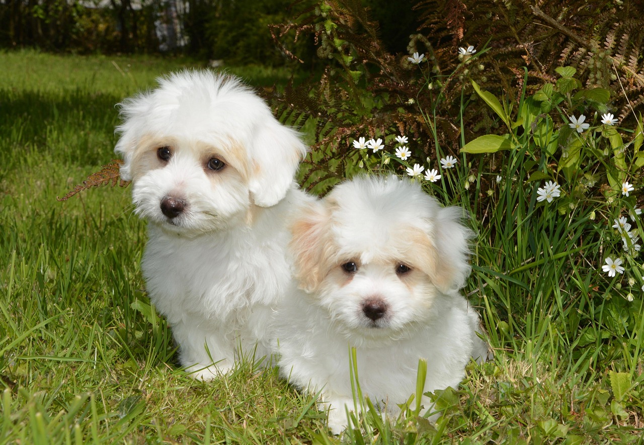 Coton De Tulear Wallpapers - Wallpaper Cave