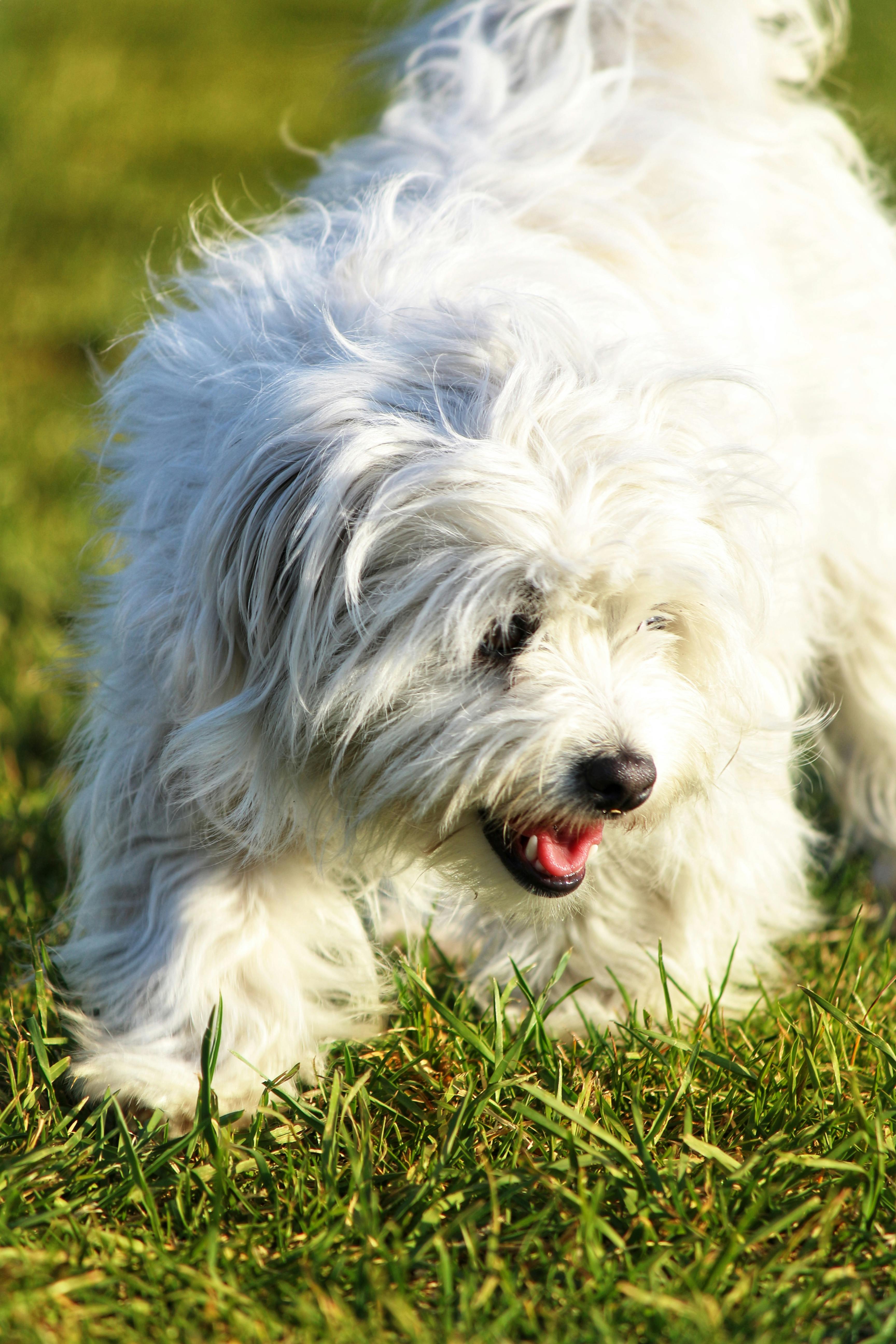 Coton De Tulear Wallpapers - Wallpaper Cave