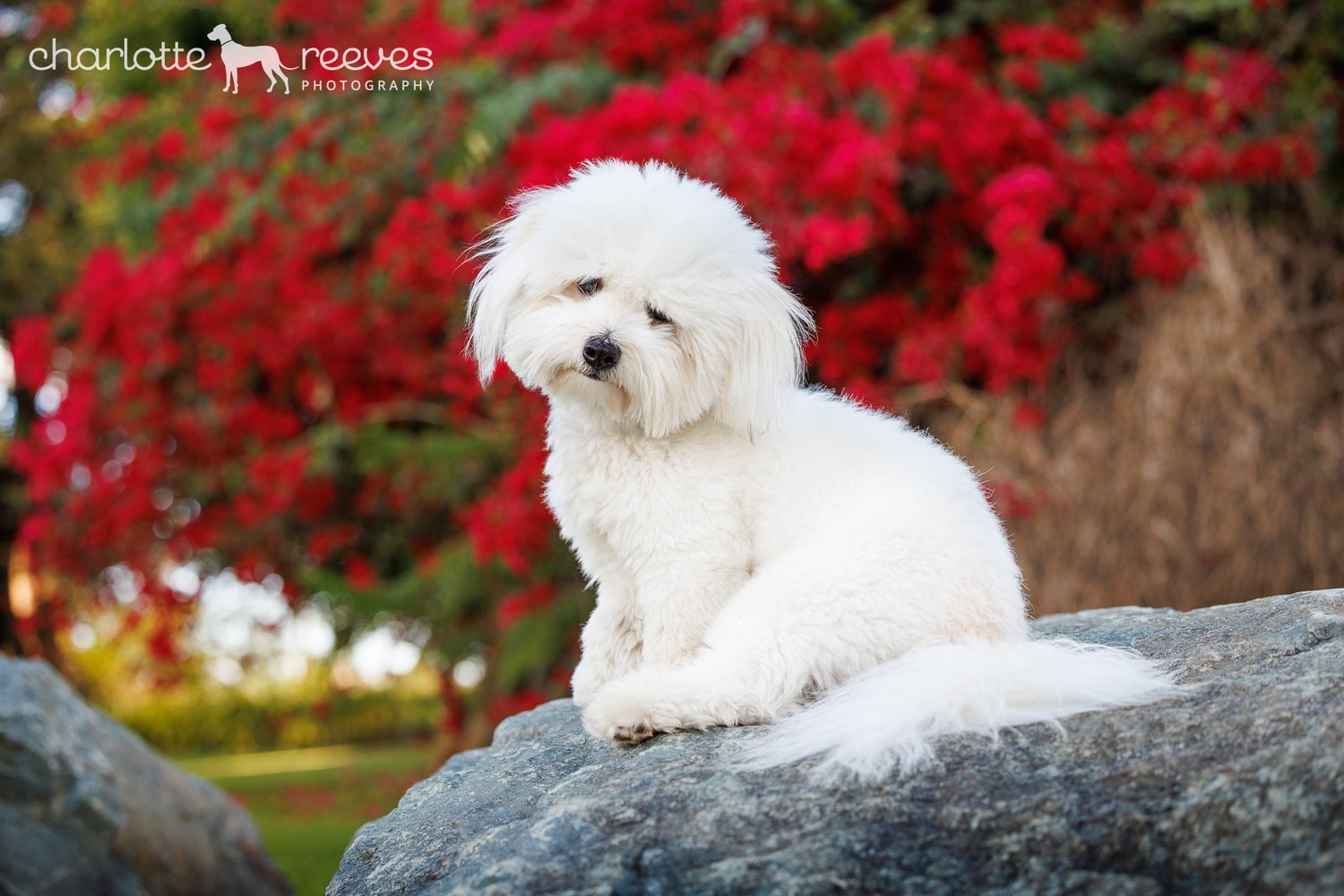 Coton De Tulear Wallpapers - Wallpaper Cave