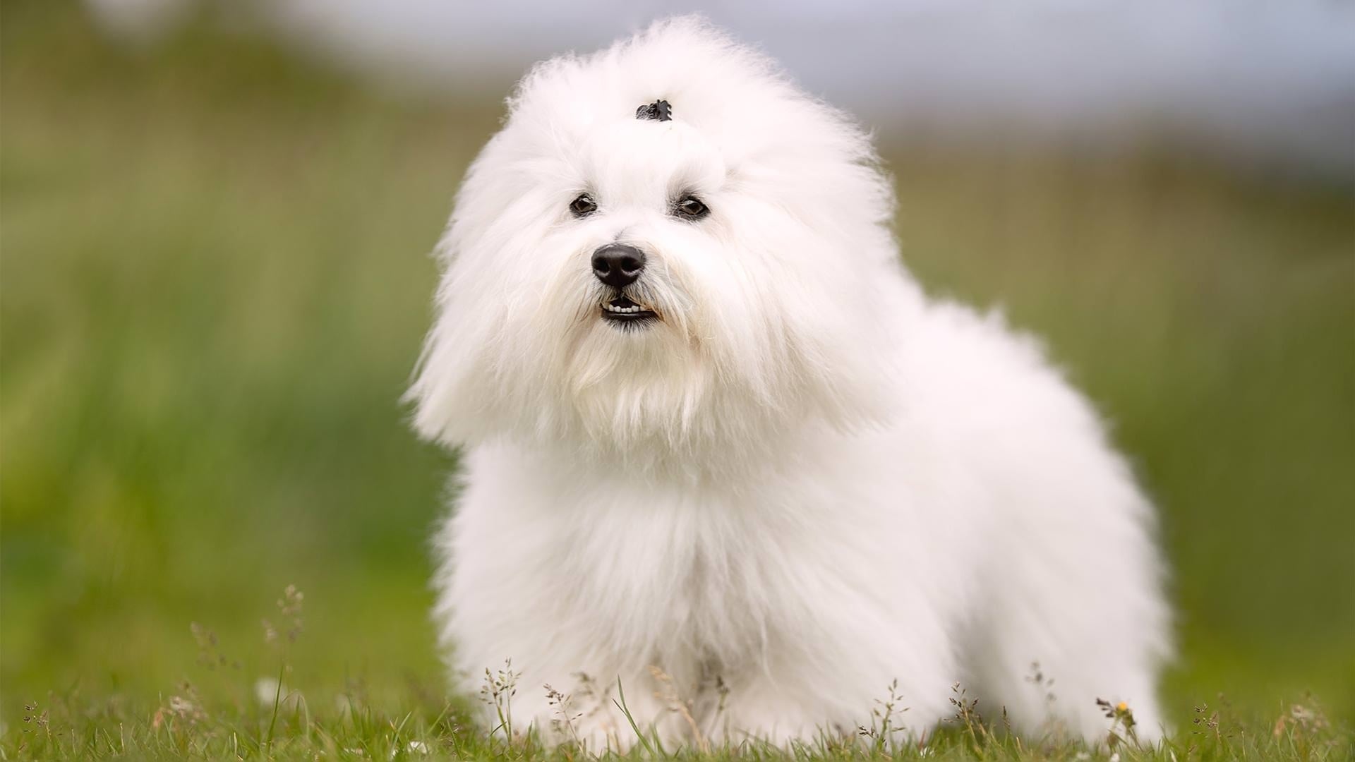 Coton De Tulear Wallpapers - Wallpaper Cave