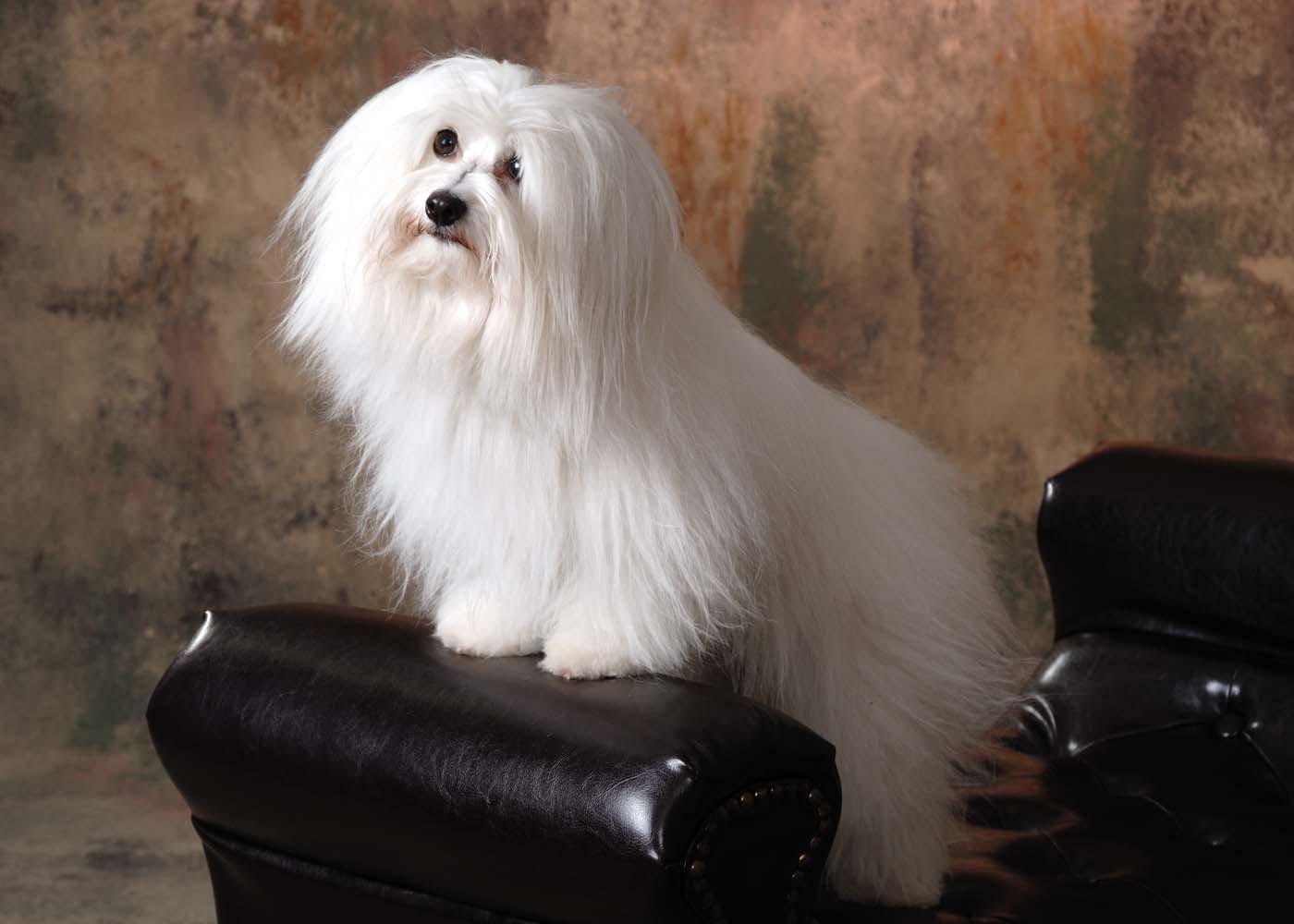 Coton De Tulear Wallpapers - Wallpaper Cave