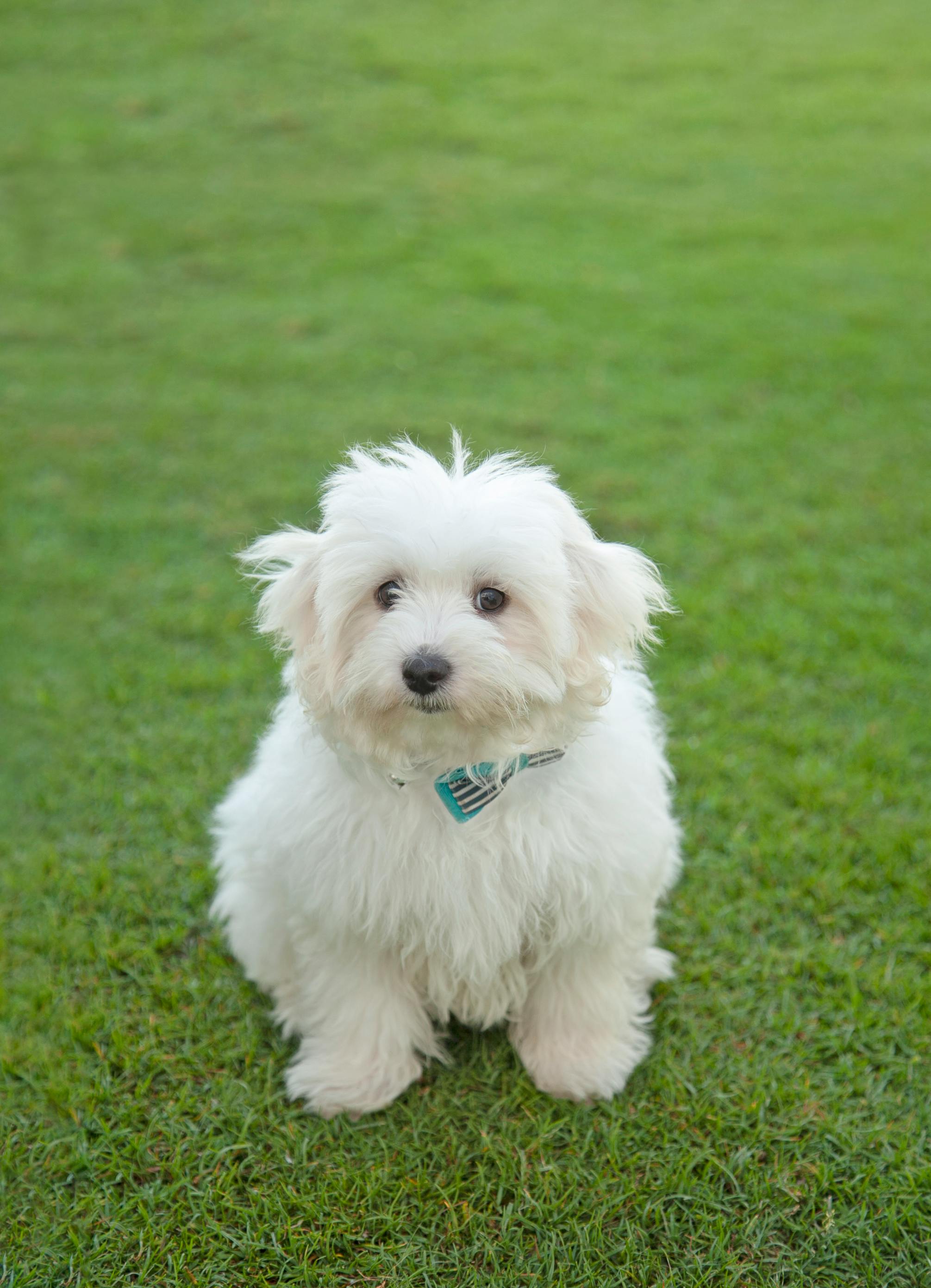 Coton De Tulear Wallpapers - Wallpaper Cave
