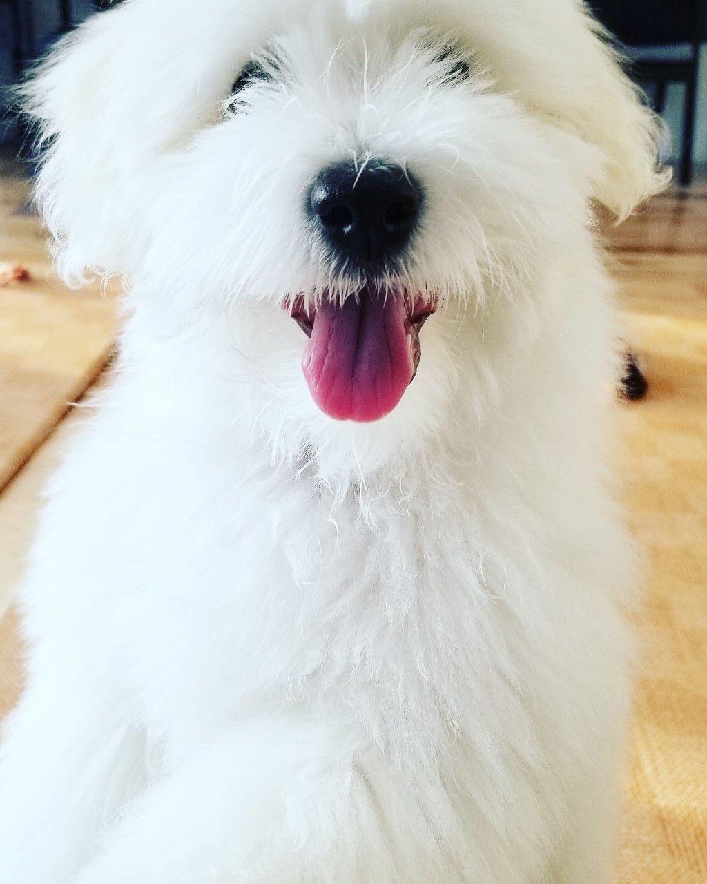 Coton De Tulear Wallpapers - Wallpaper Cave