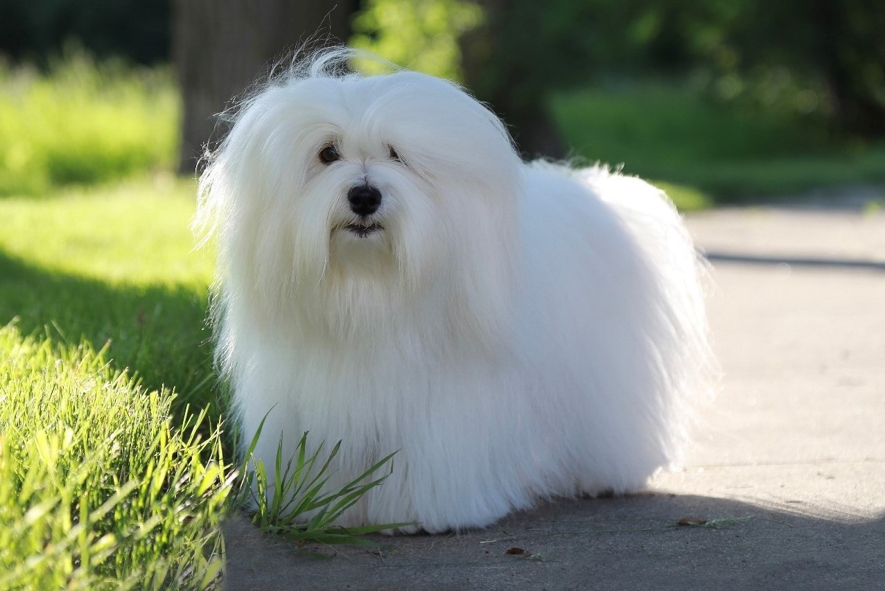 Coton De Tulear Wallpapers - Wallpaper Cave