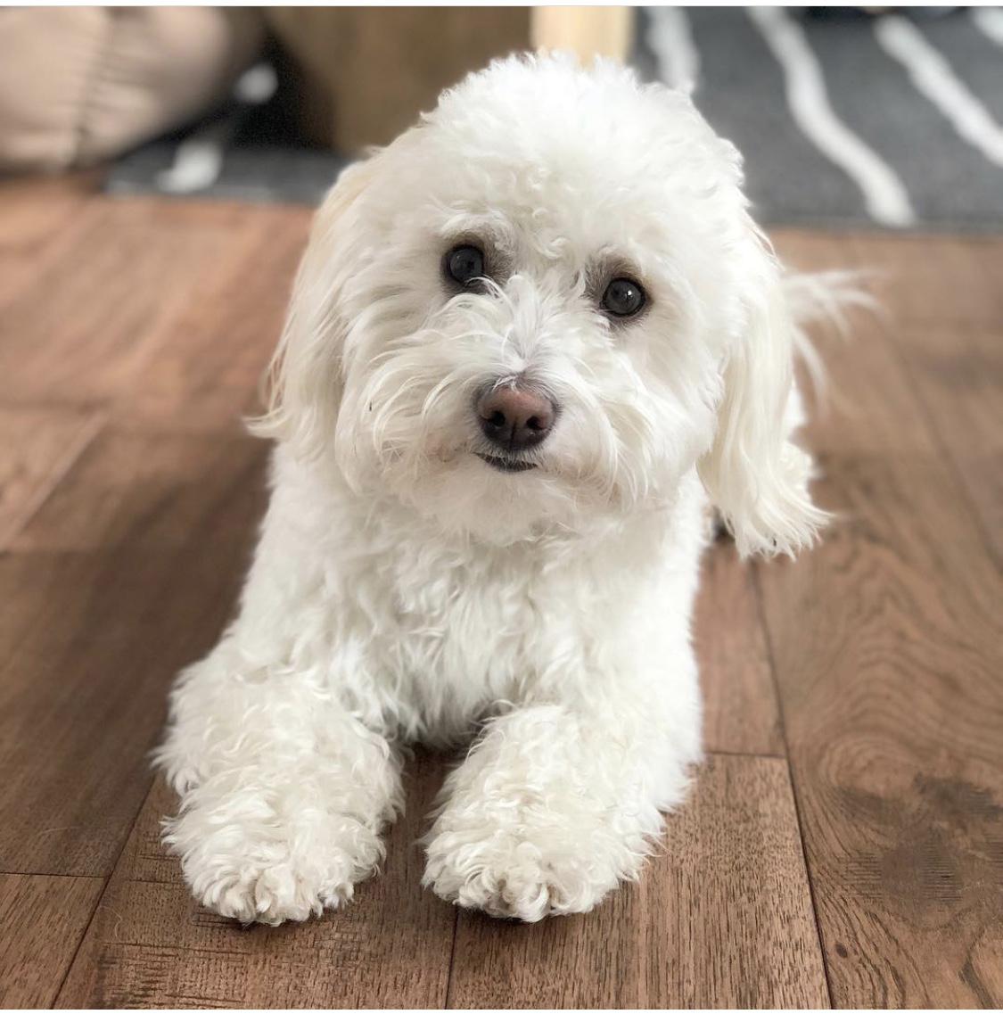 Coton De Tulear Wallpapers - Wallpaper Cave