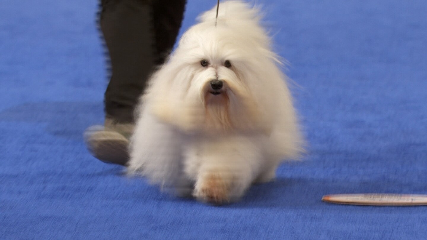 Coton De Tulear Wallpapers - Wallpaper Cave