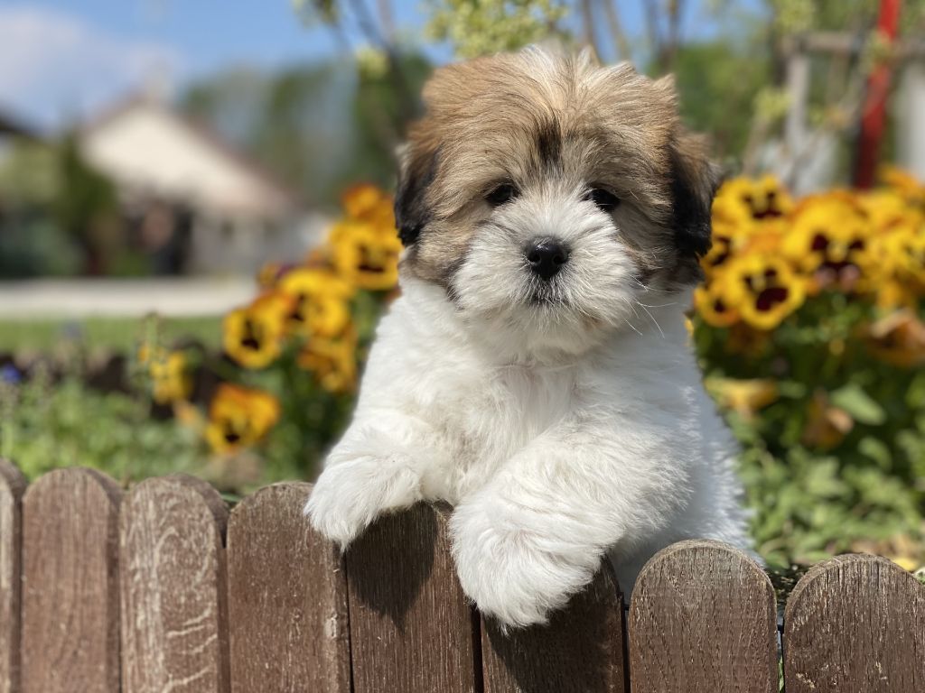 Coton De Tulear Wallpapers - Wallpaper Cave