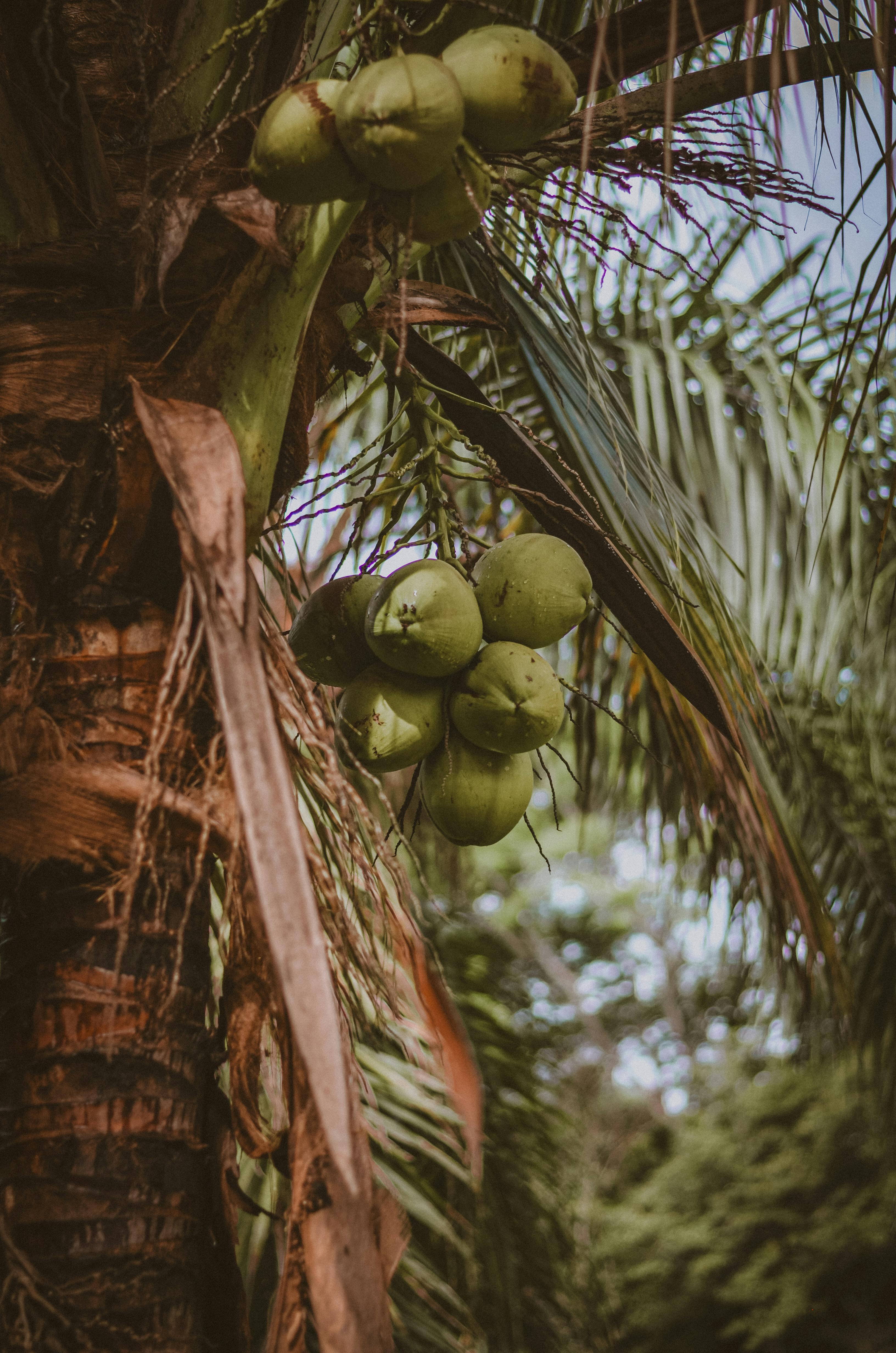 Coconut 4k Wallpapers - Wallpaper Cave