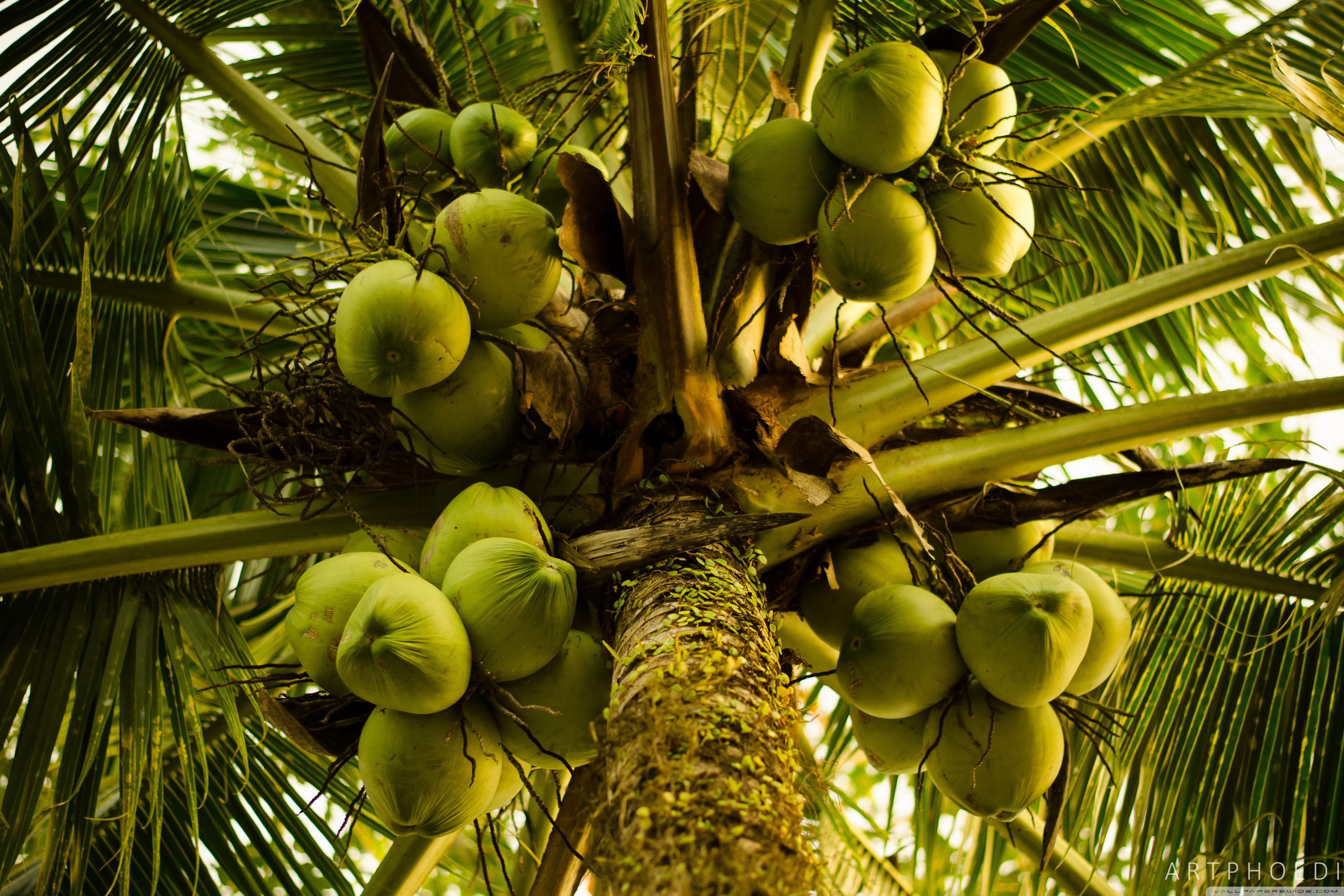 Coconut 4k Wallpapers - Wallpaper Cave