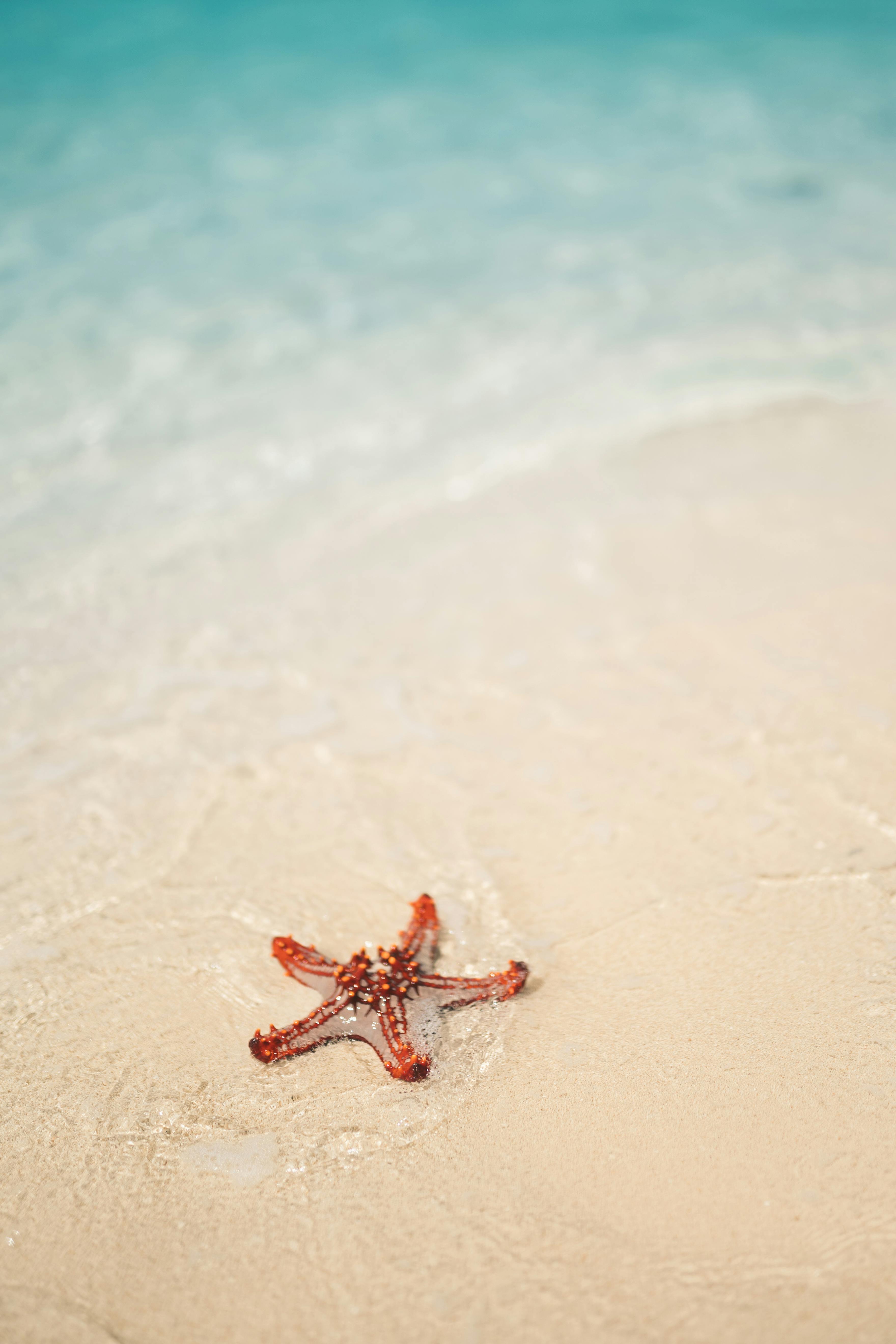 Starfish Wallpapers - Wallpaper Cave