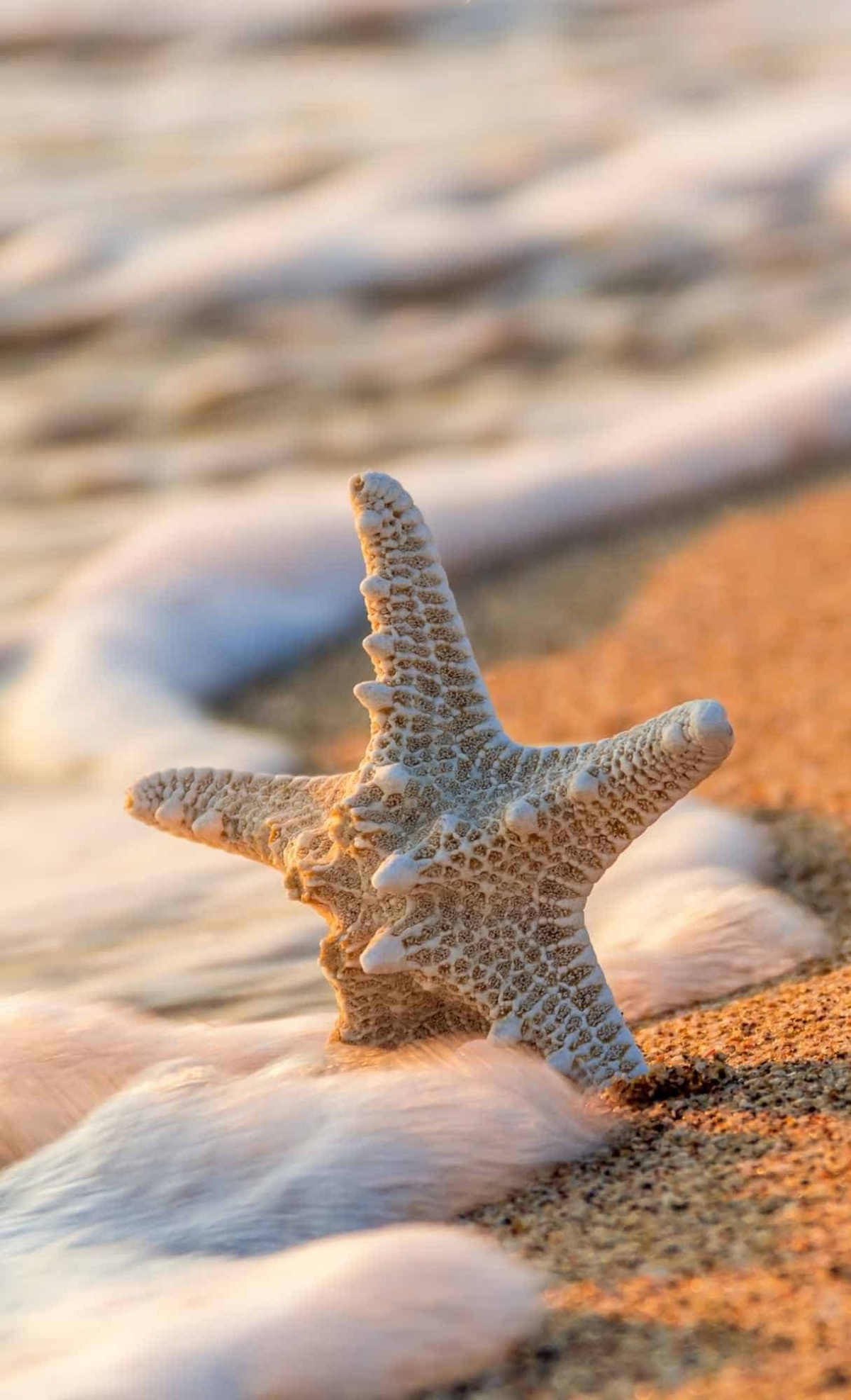 Starfish Wallpapers - Wallpaper Cave