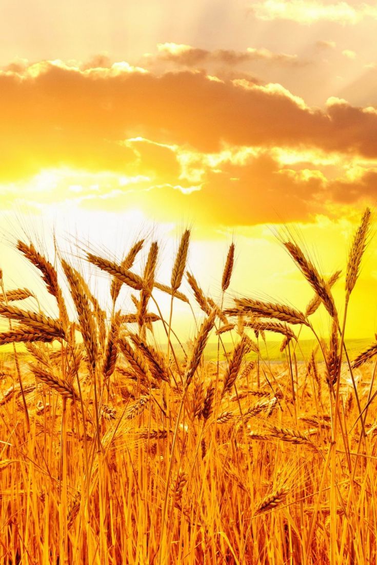 Grain Field Wallpapers - Wallpaper Cave