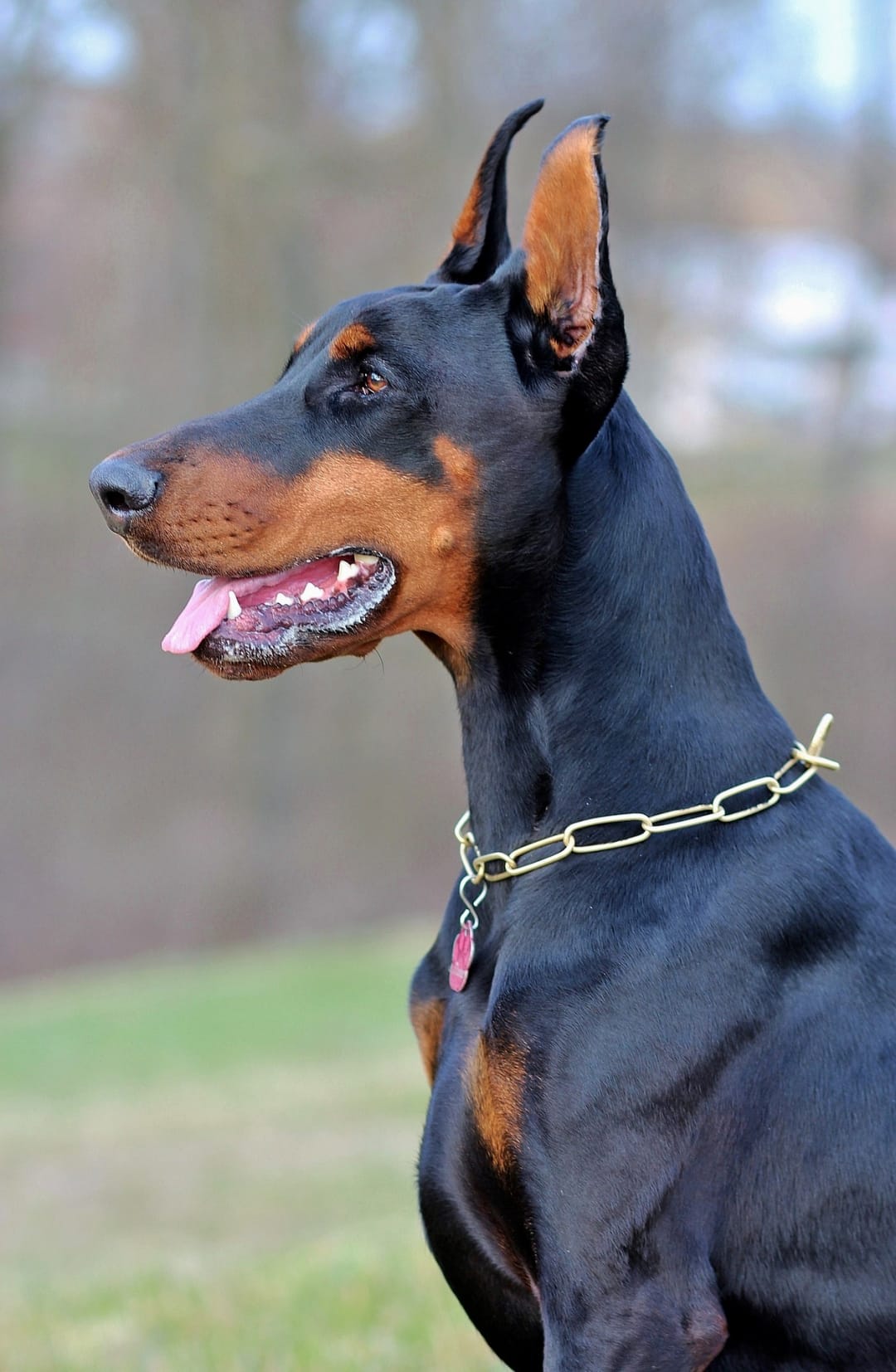 Dobermann Wallpapers - Wallpaper Cave