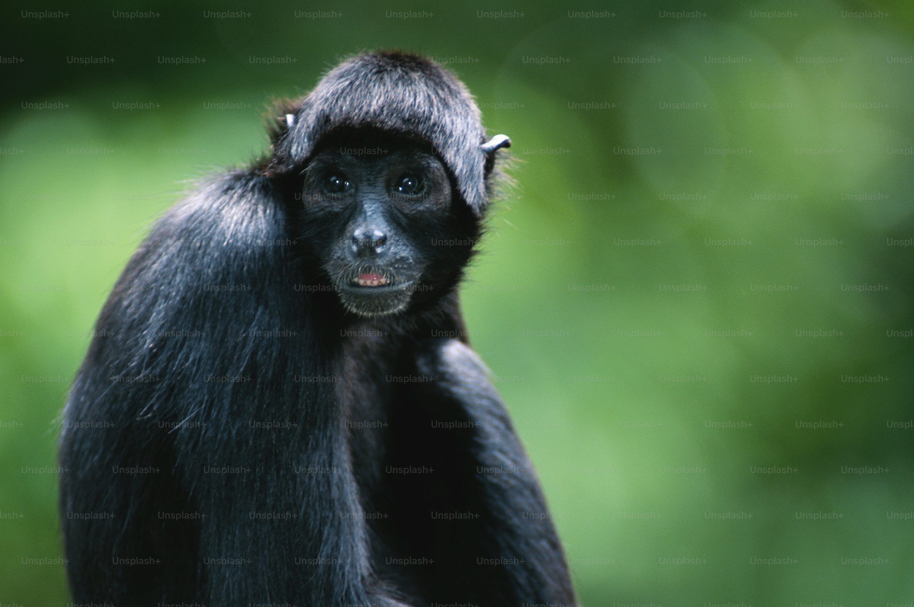 Black Monkey Wallpapers - Wallpaper Cave