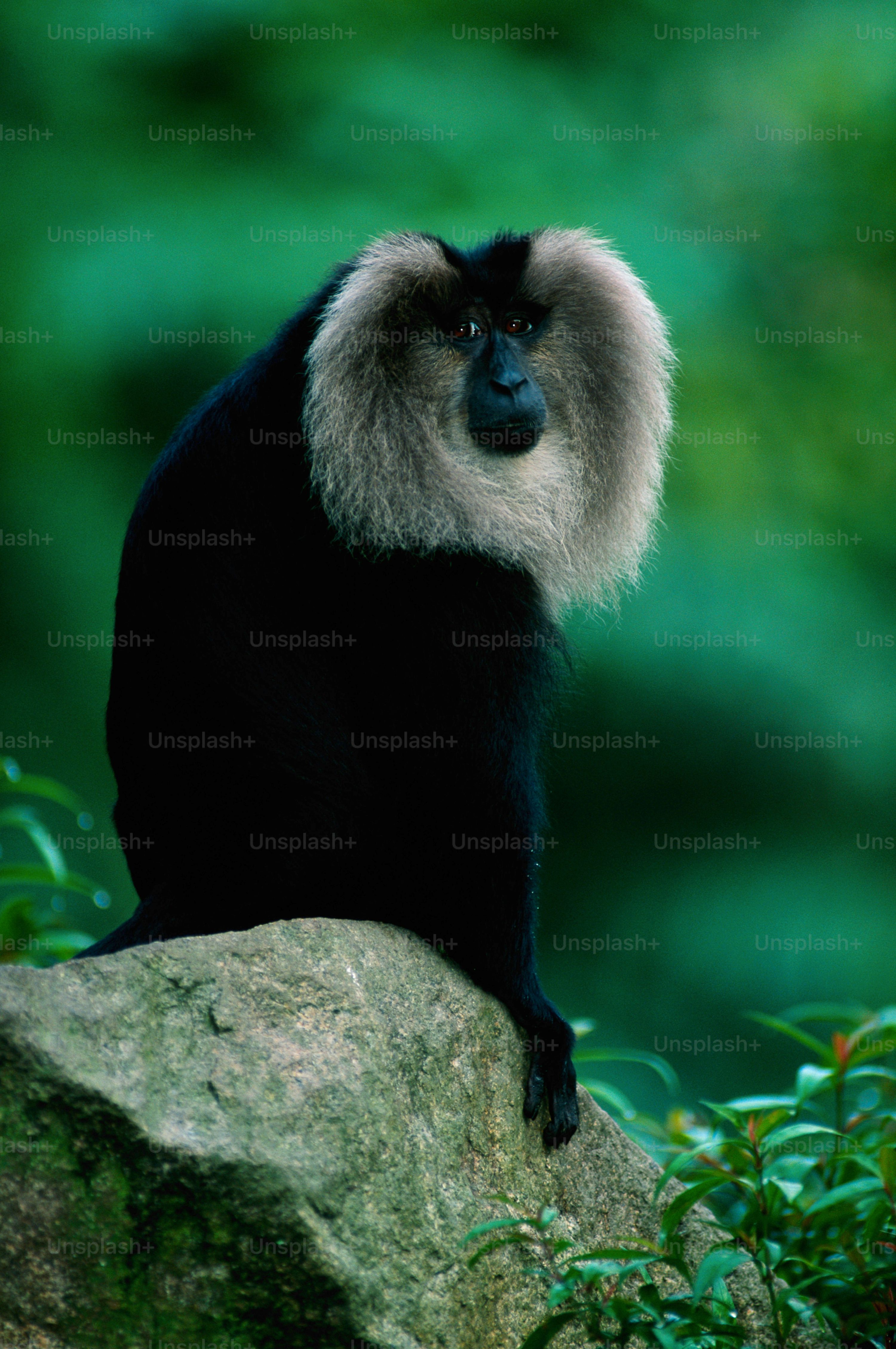 Black Monkey Wallpapers - Wallpaper Cave