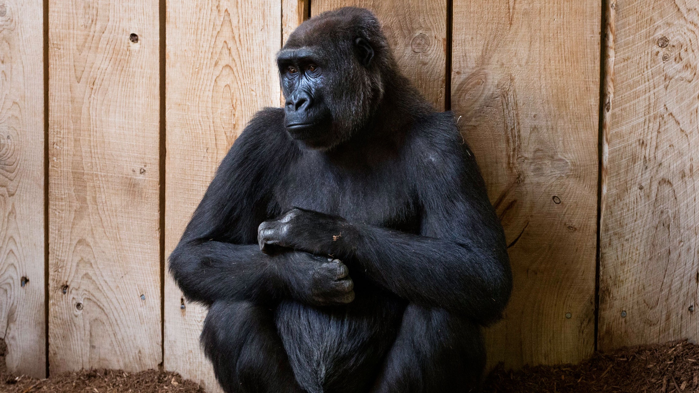 Black Monkey Wallpapers - Wallpaper Cave