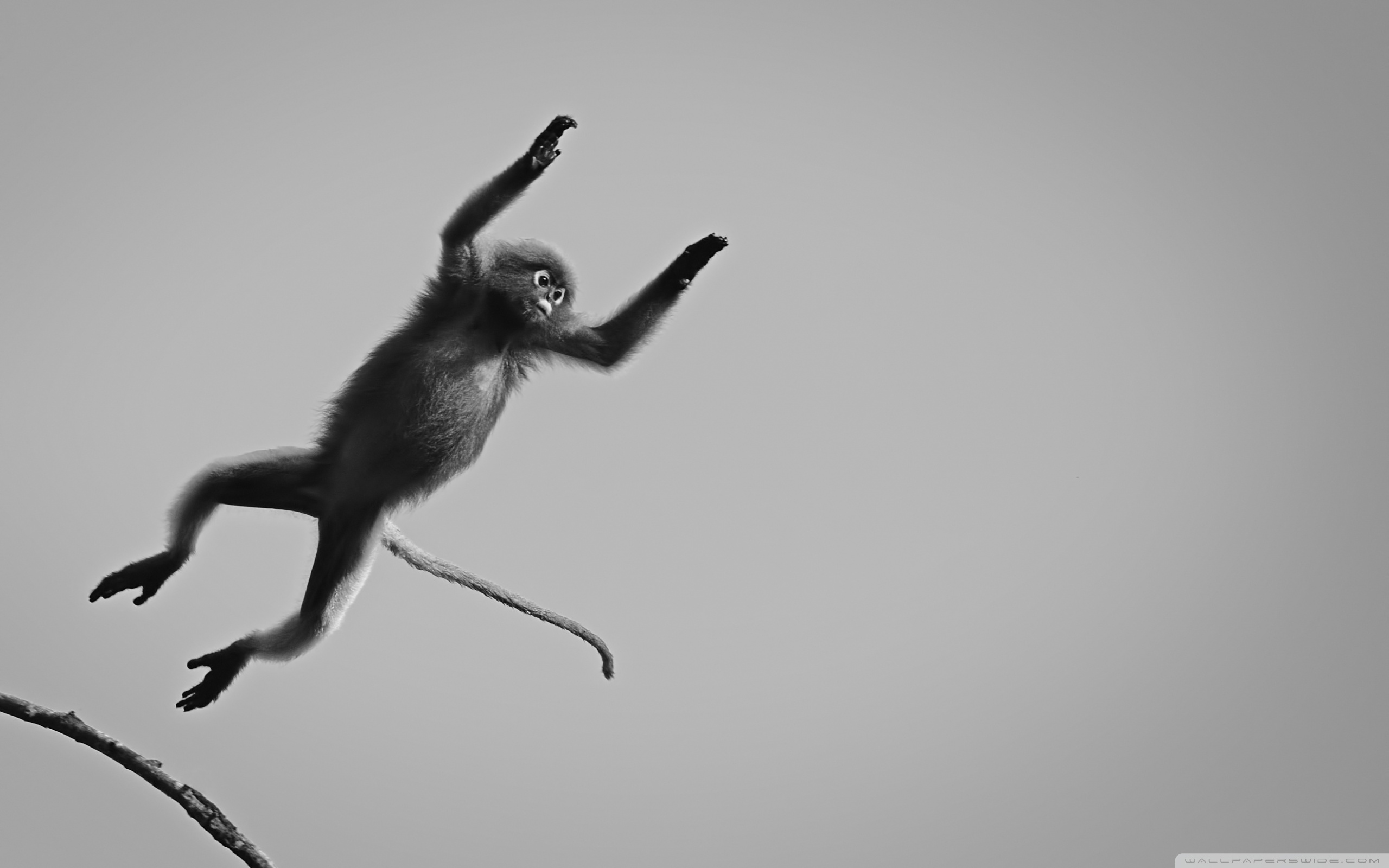 Black Monkey Wallpapers - Wallpaper Cave