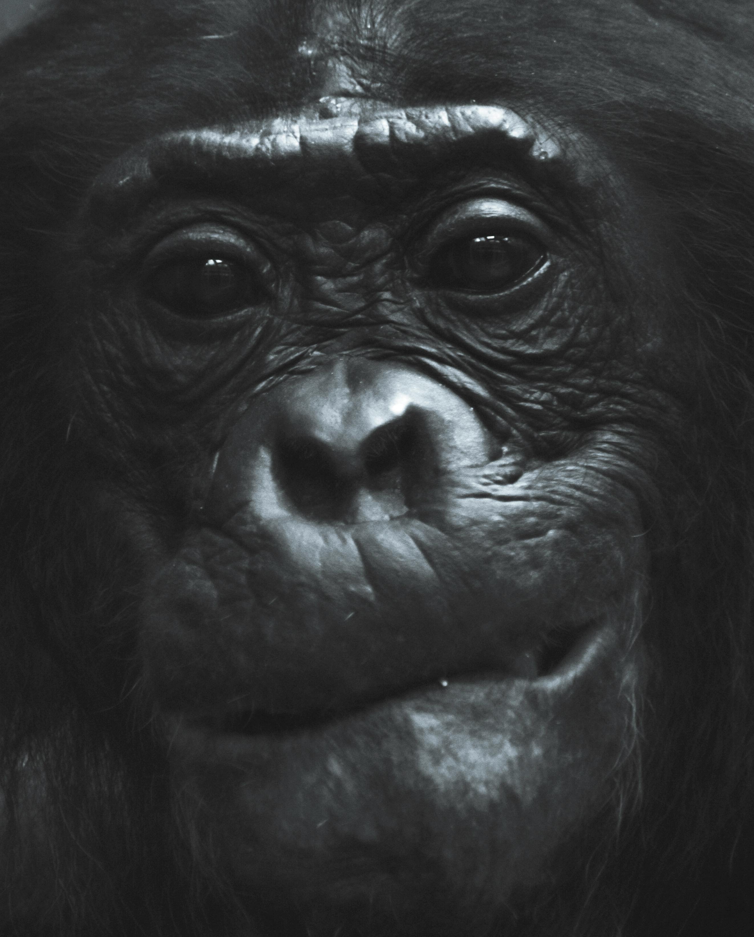 Black Monkey Wallpapers - Wallpaper Cave