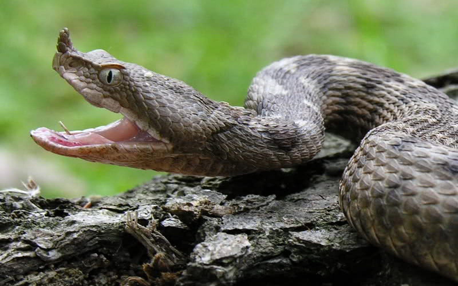 Horned Viper Wallpapers - Wallpaper Cave