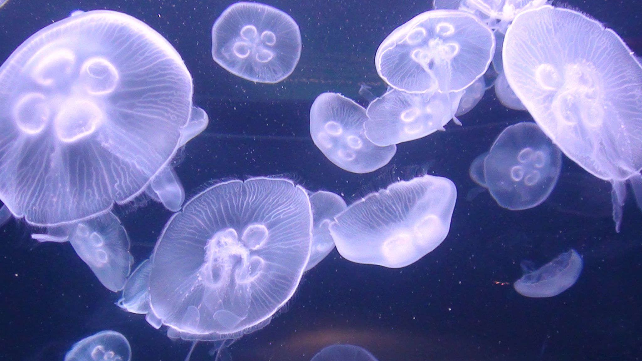 Jellyfish Laptop Wallpapers - Wallpaper Cave