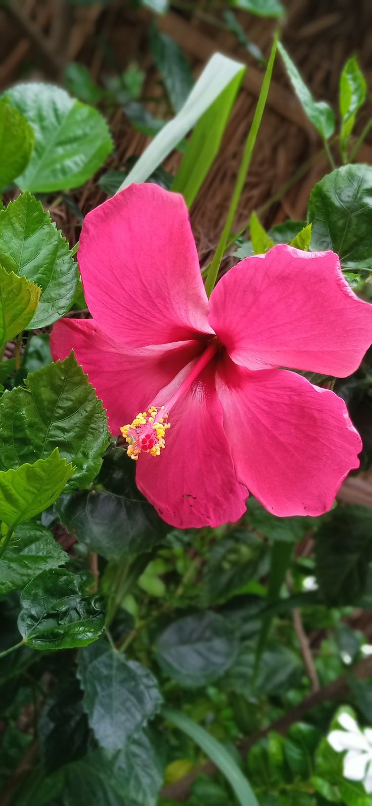 Real Flower Wallpapers - Wallpaper Cave