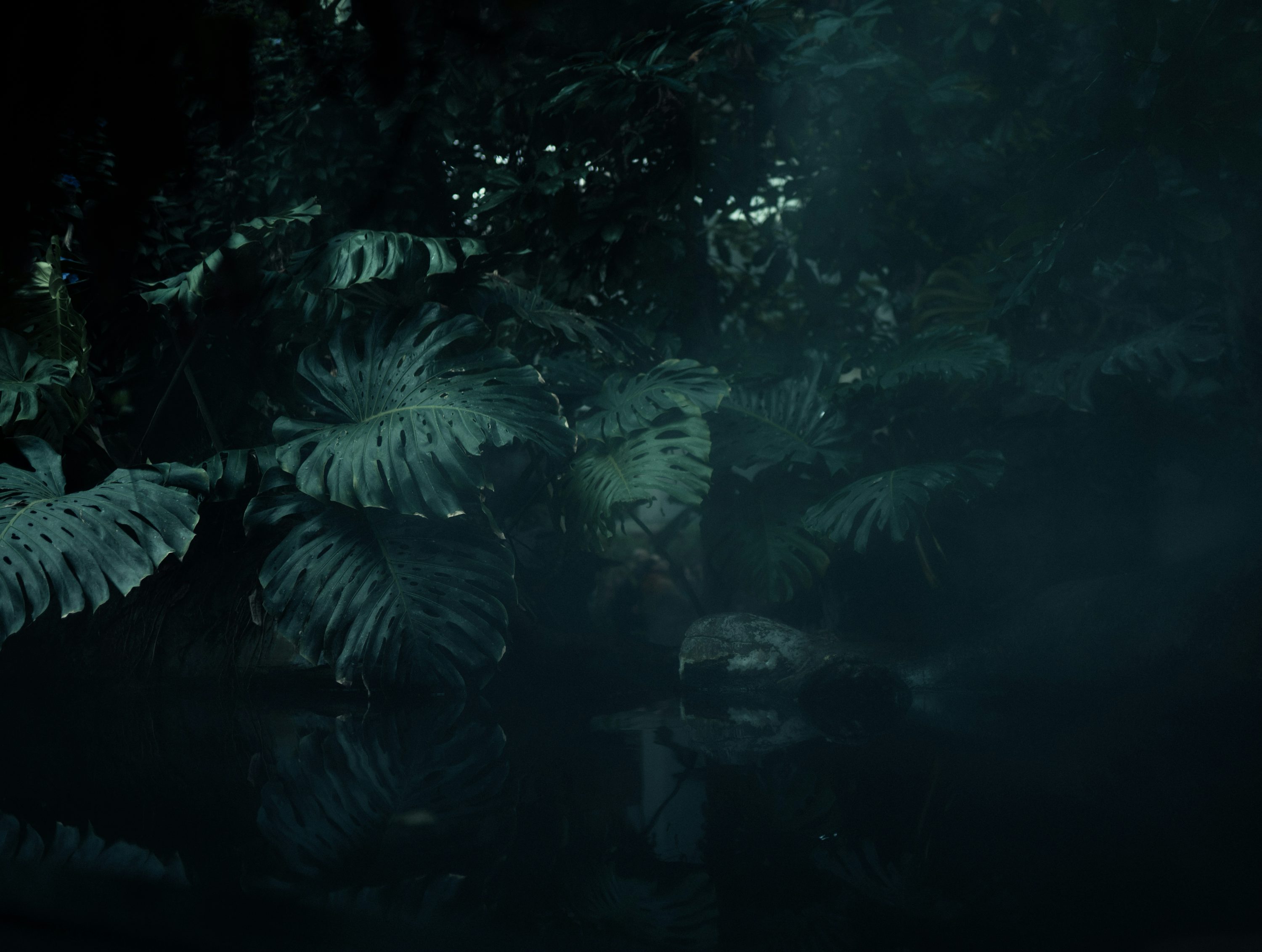 Dark Rainforest Wallpapers - Wallpaper Cave