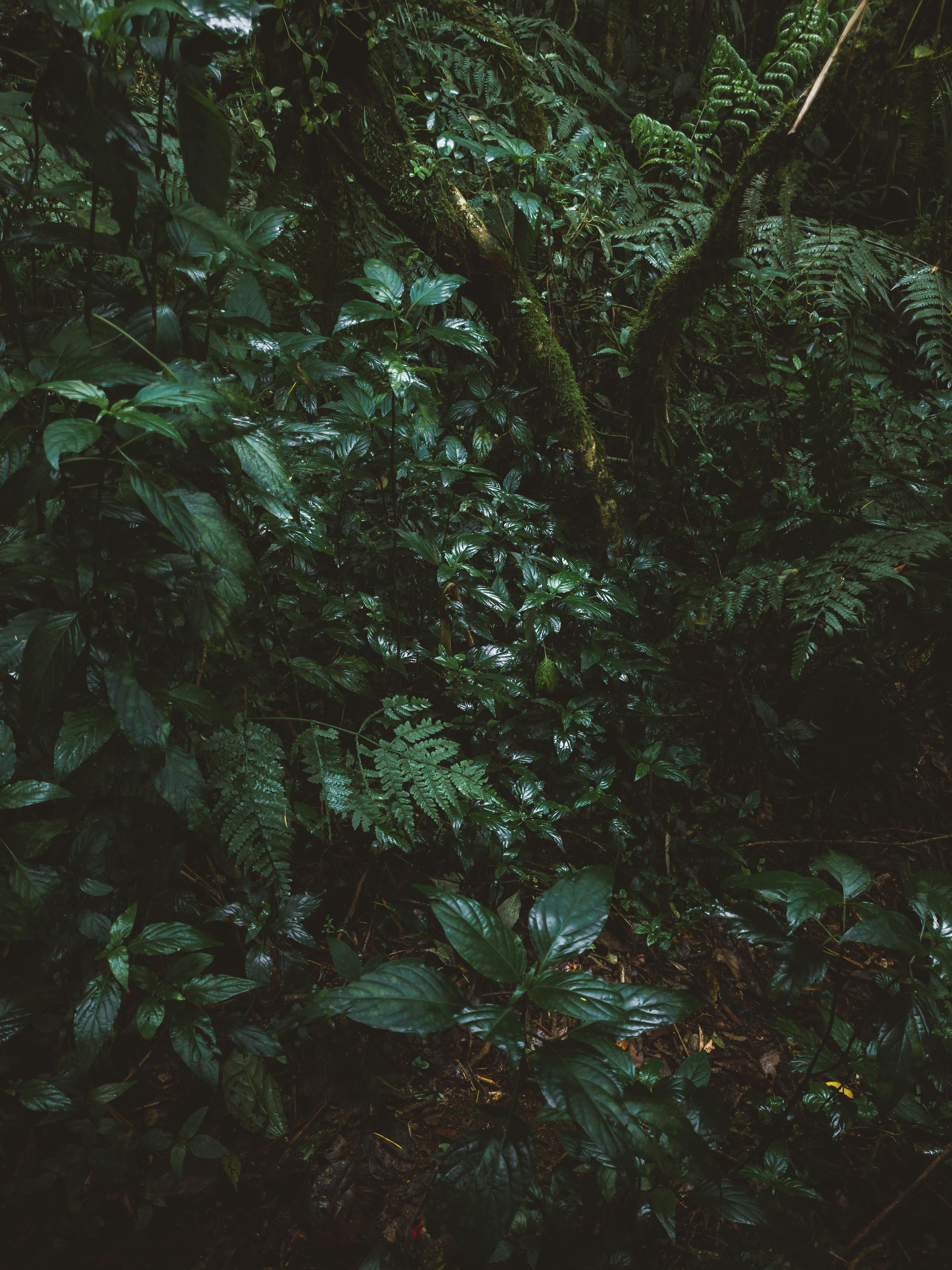 Dark Rainforest Wallpapers - Wallpaper Cave