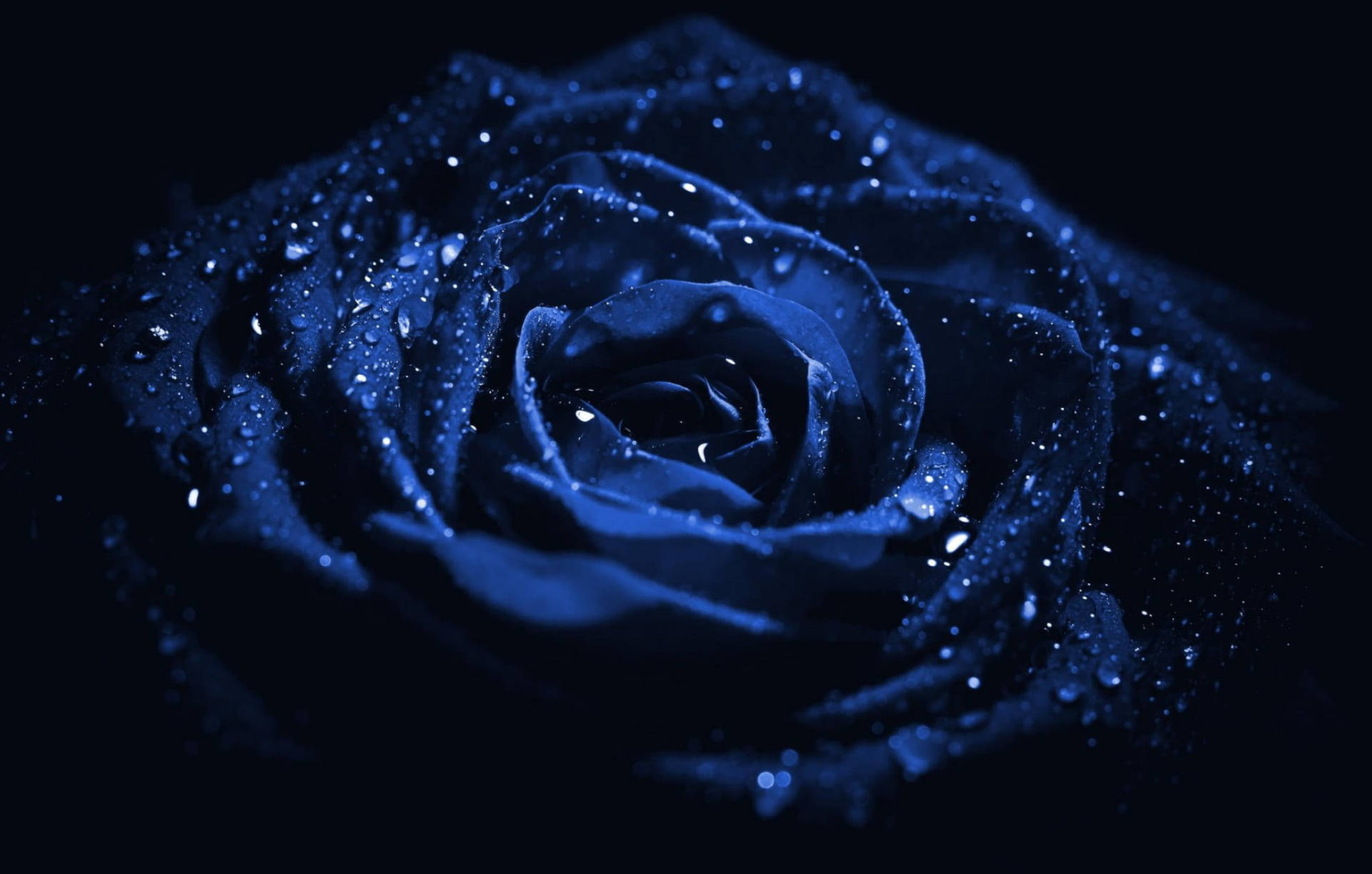 Navy Blue Roses Aesthetic Wallpapers - Wallpaper Cave
