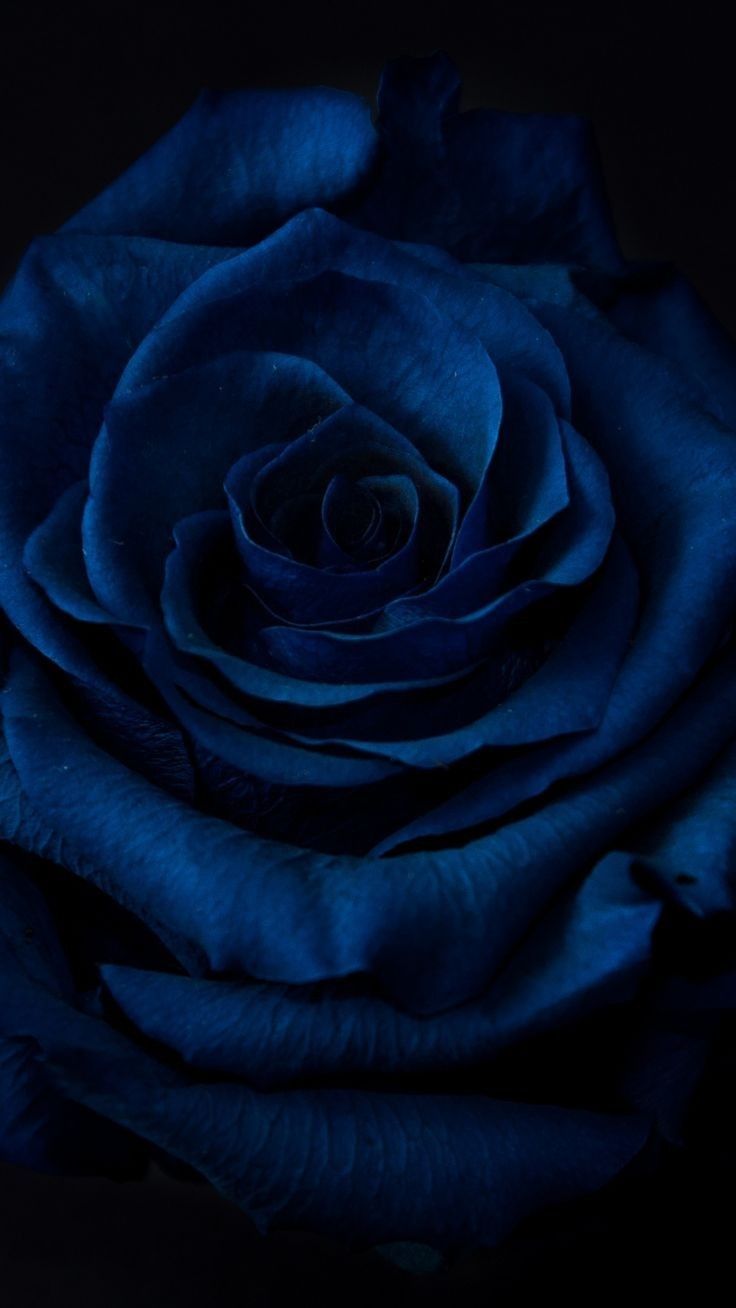 Navy Blue Roses Aesthetic Wallpapers - Wallpaper Cave