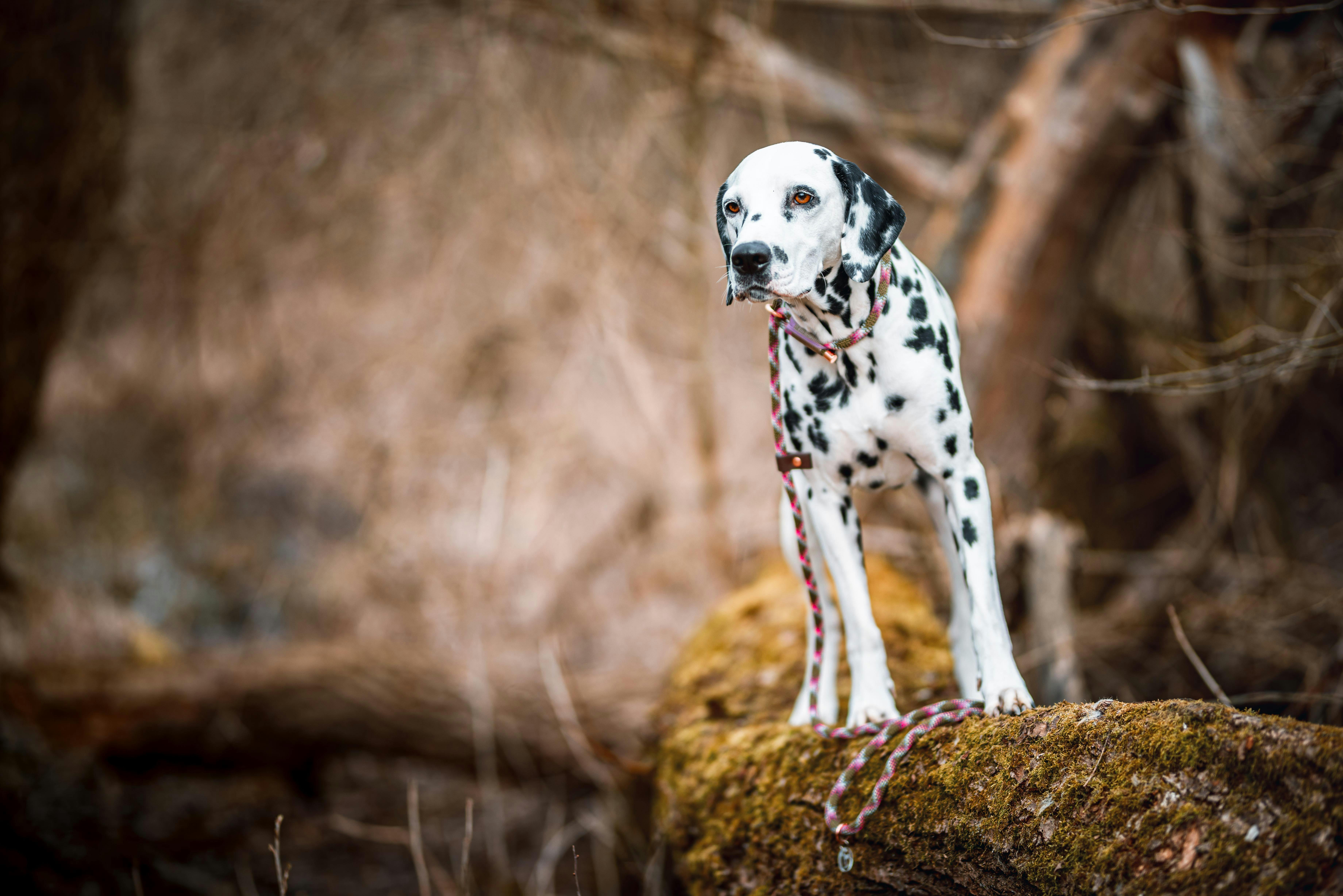 Dalmatian Dog Wallpapers - Wallpaper Cave